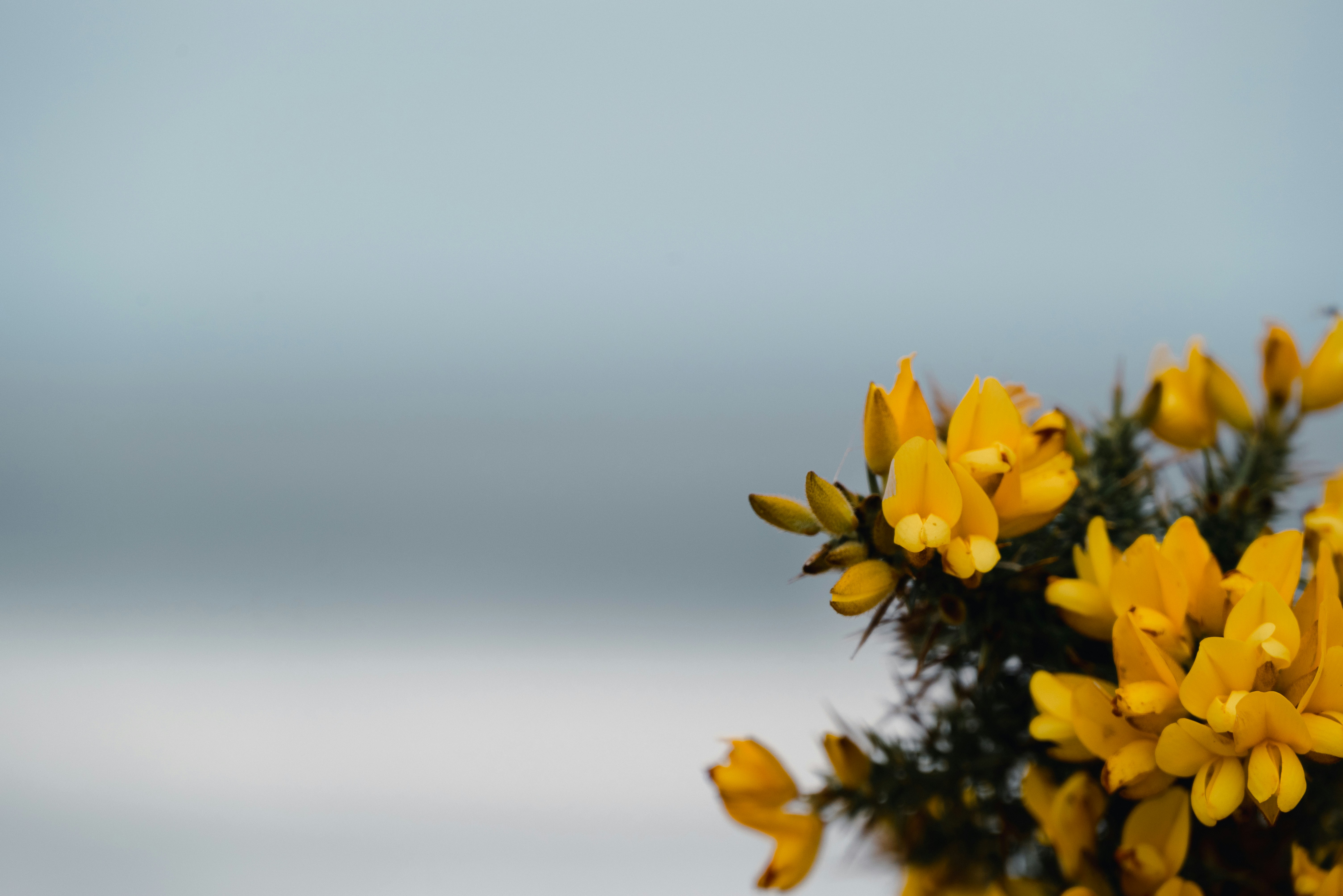 Golden Gorse at the Sea's Quiet Edge