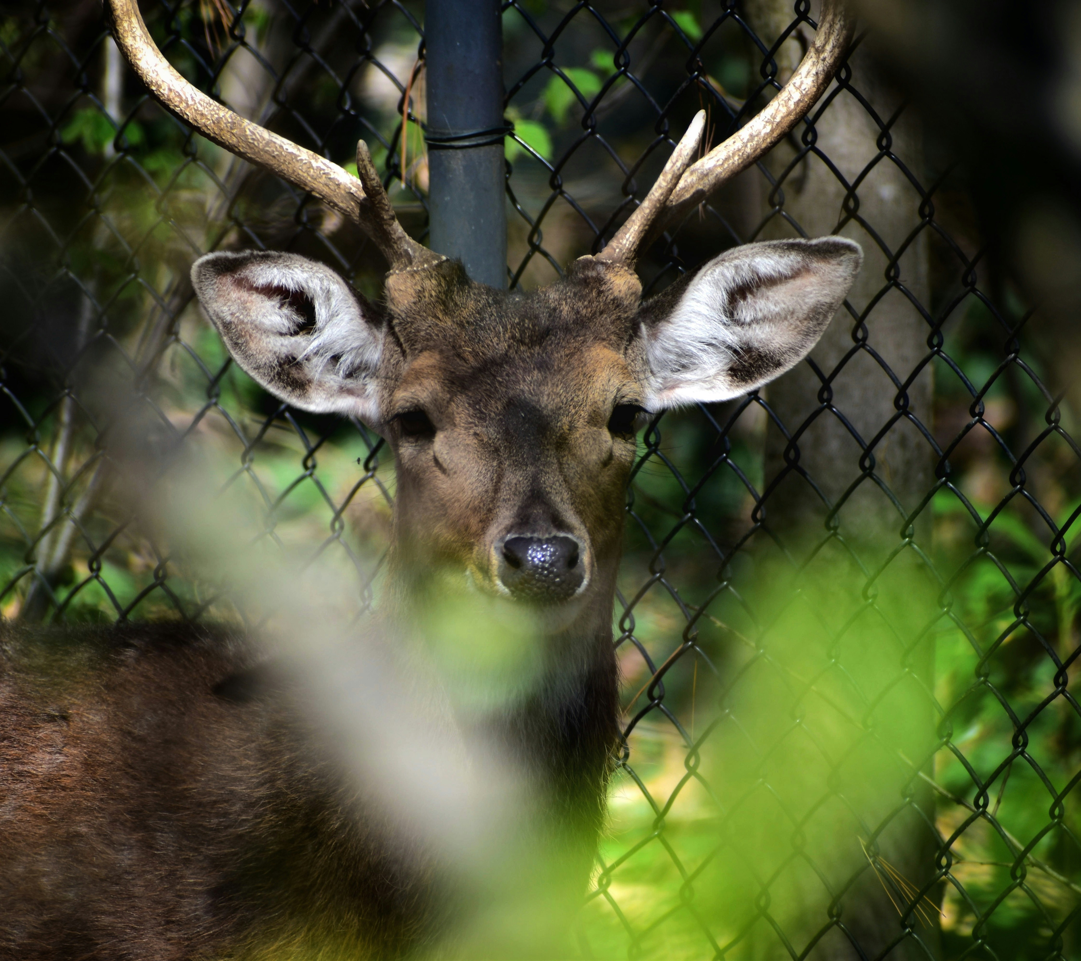 Glimpse Through the Fence: A Deer Pauses Under the Chain-Link Veil