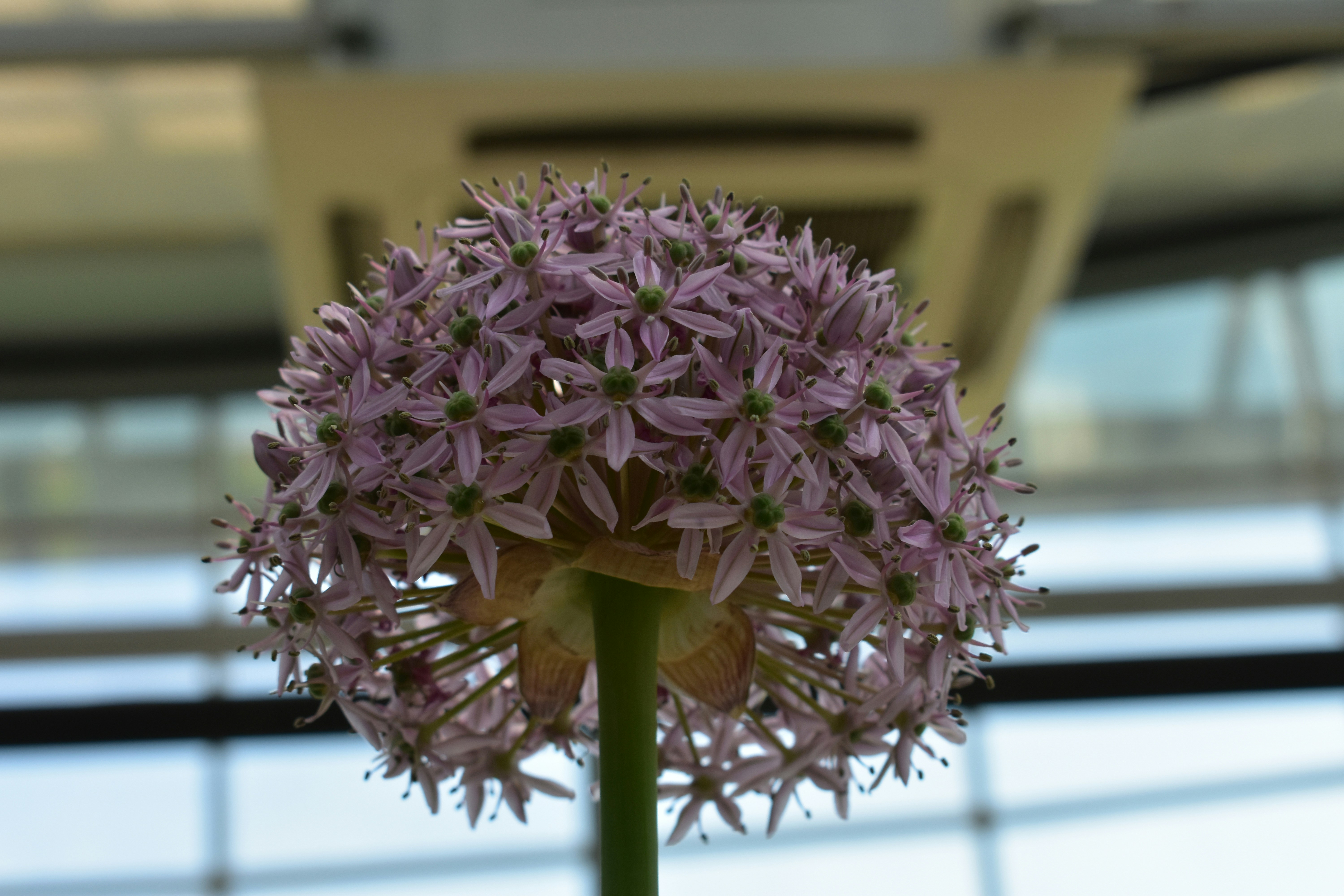 Allium Globe in an Indoor Glass Atrium