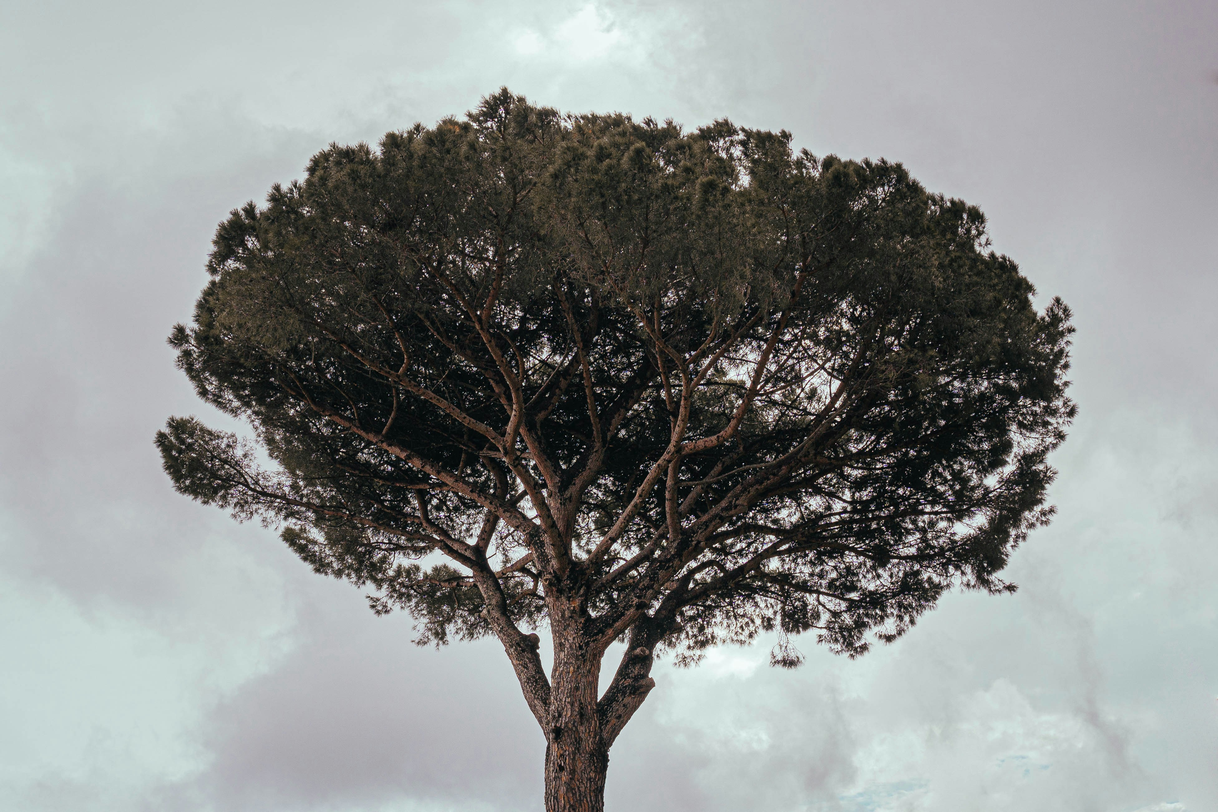 A large tree with a sky background photo – Free Tree Image on Unsplash