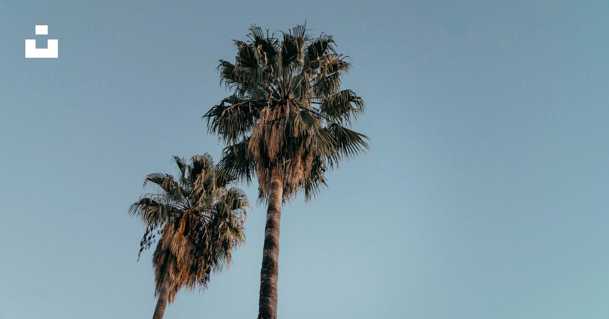 나란히 서 있는 두 그루의 야자수 사진 Unsplash의 무료 아레카과arecaceae 이미지