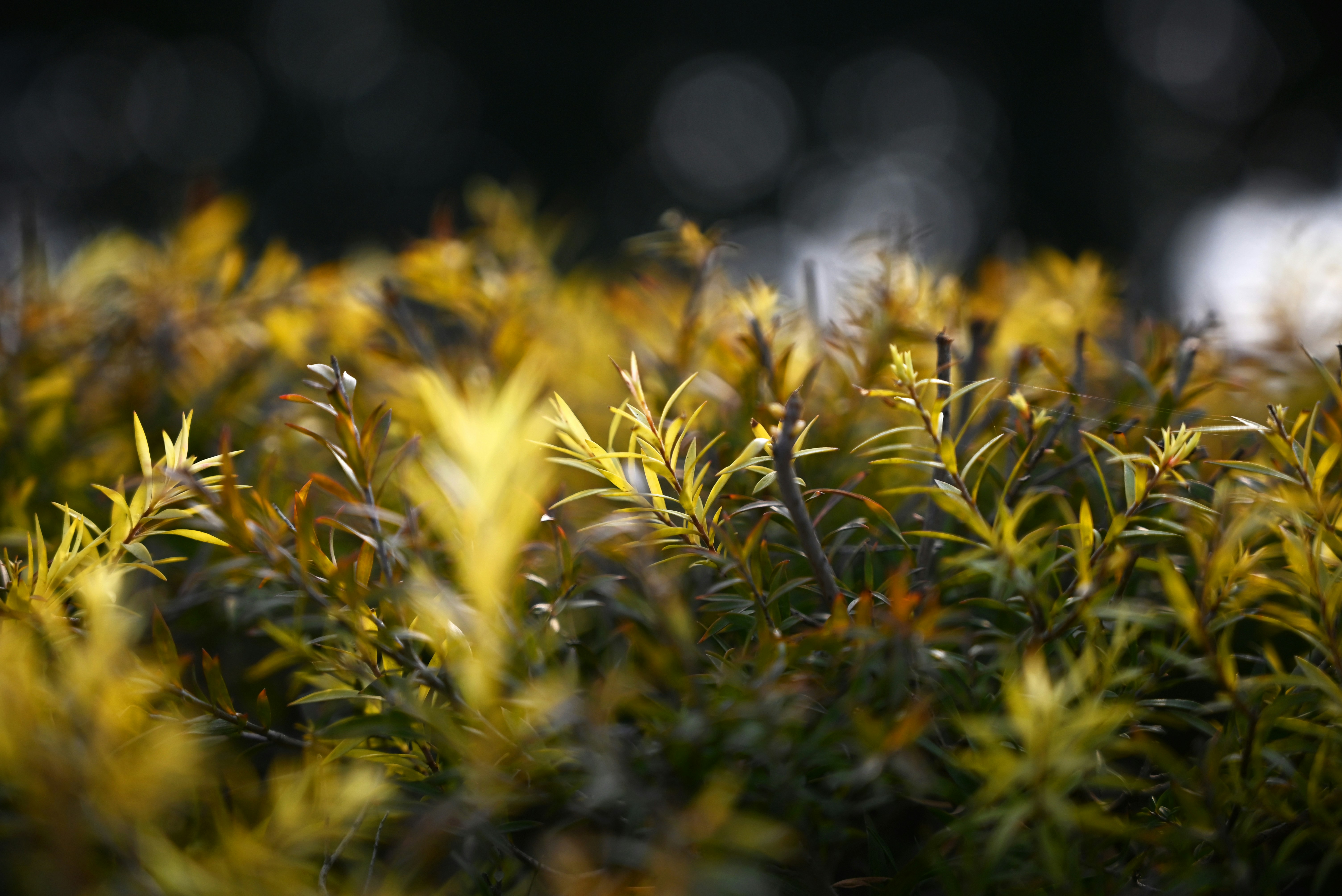 Golden Tips in Velvet Focus: A Close-Up of Sunlit Foliage