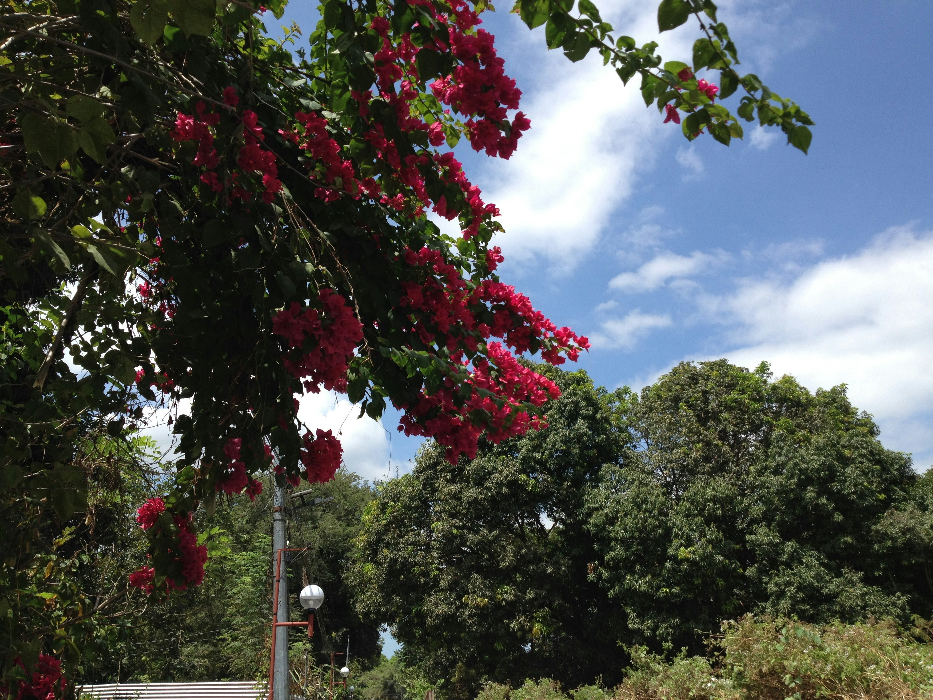 Crimson Bougainvillea Framing the Park's Blue Sky