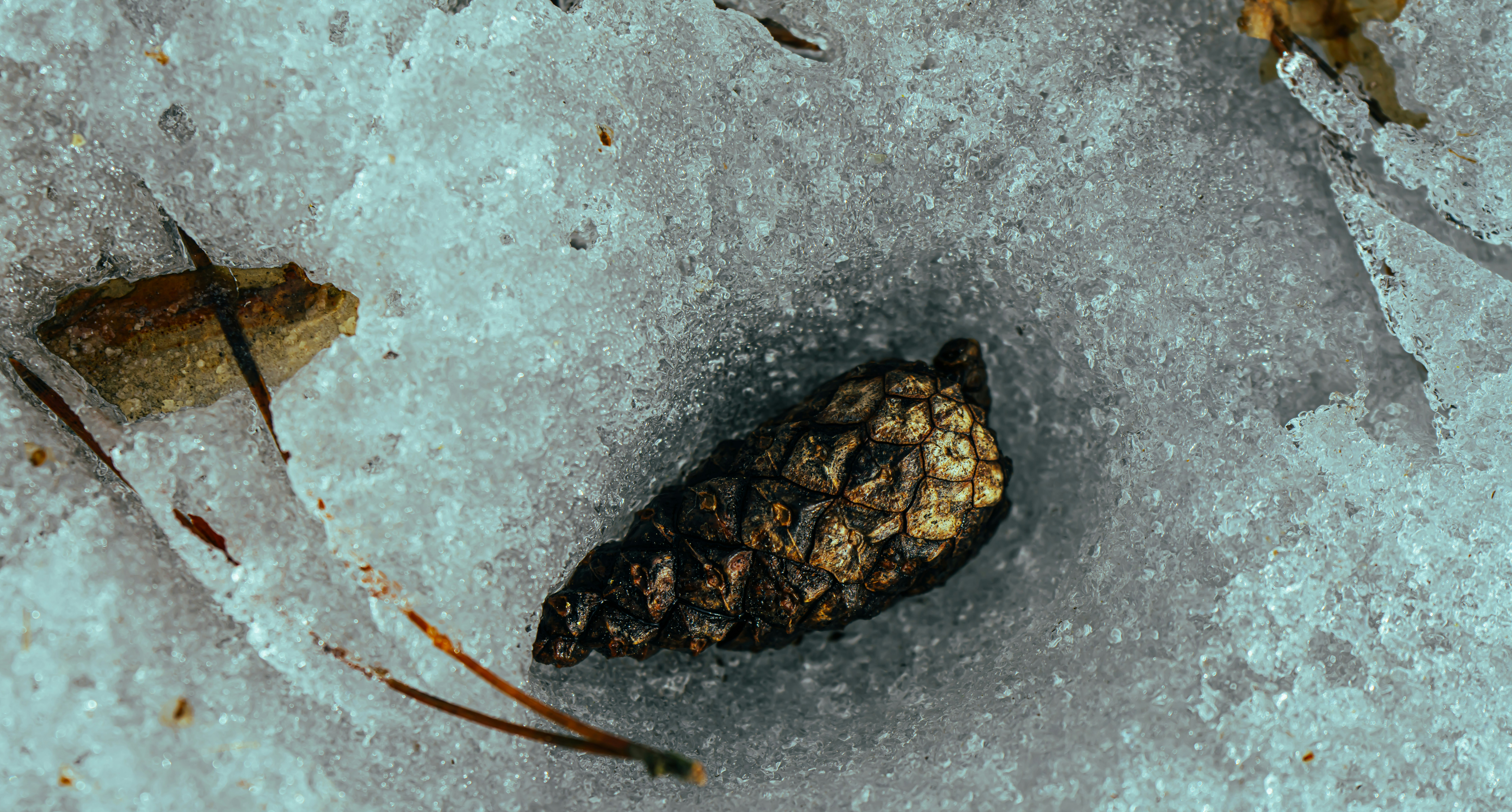 Nature's Resilient Seed: A Pine Cone's Journey
