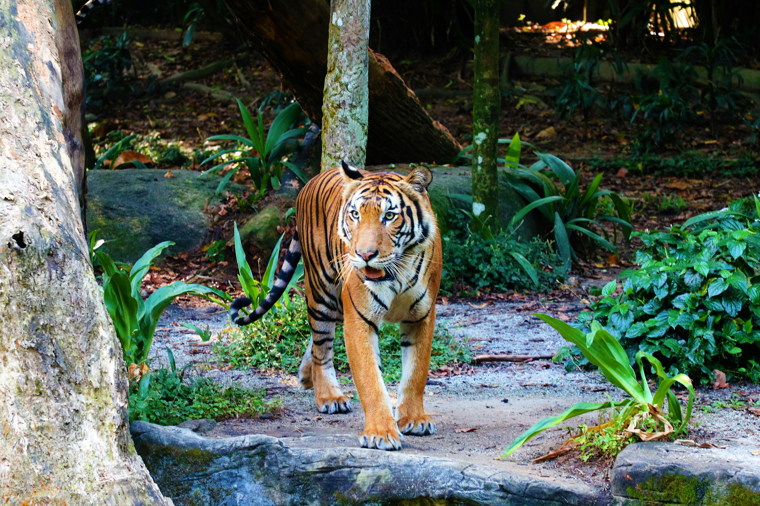 A tiger walking on a path through a forest photo – Free Singapore Image ...