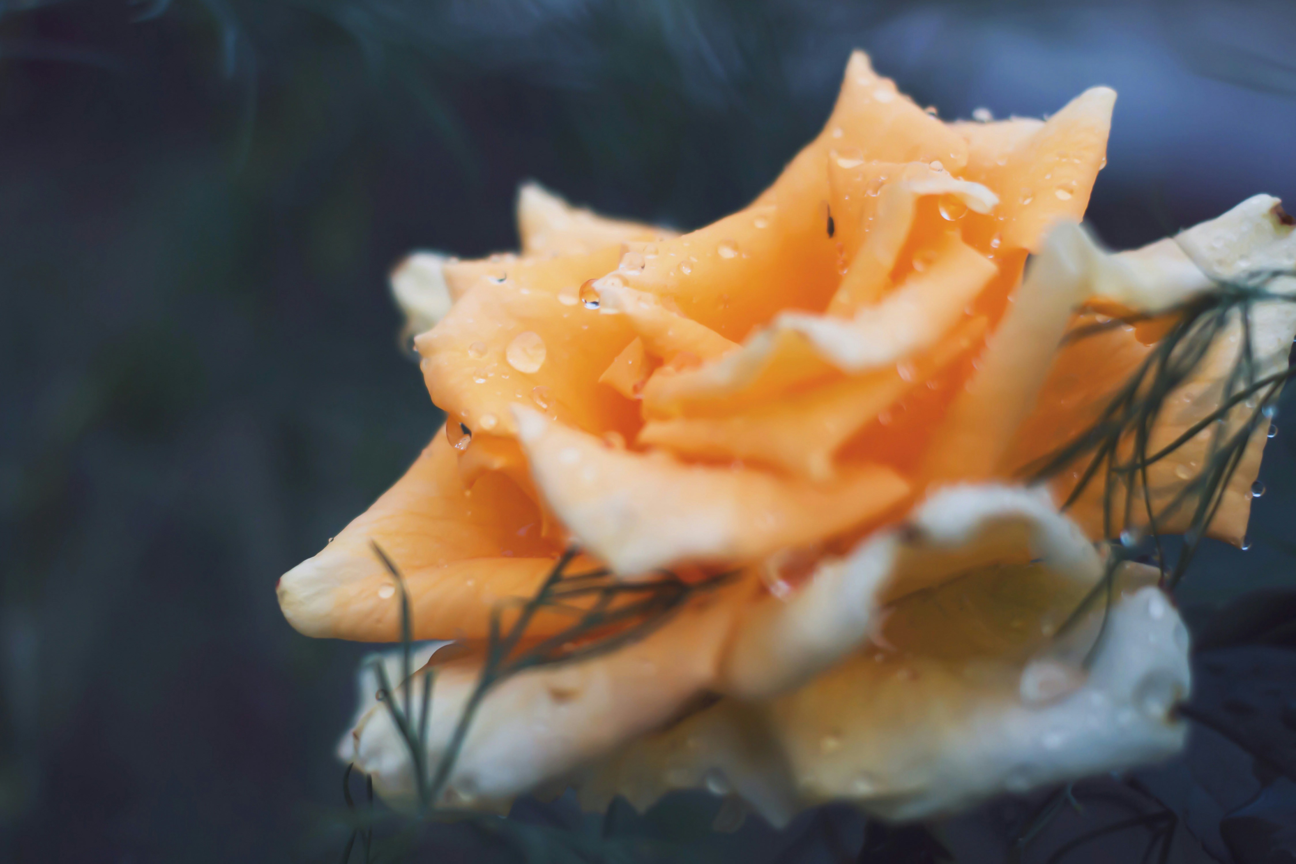 Building Your Own Green Oasis Self-Sustaining Homes - To Spo World