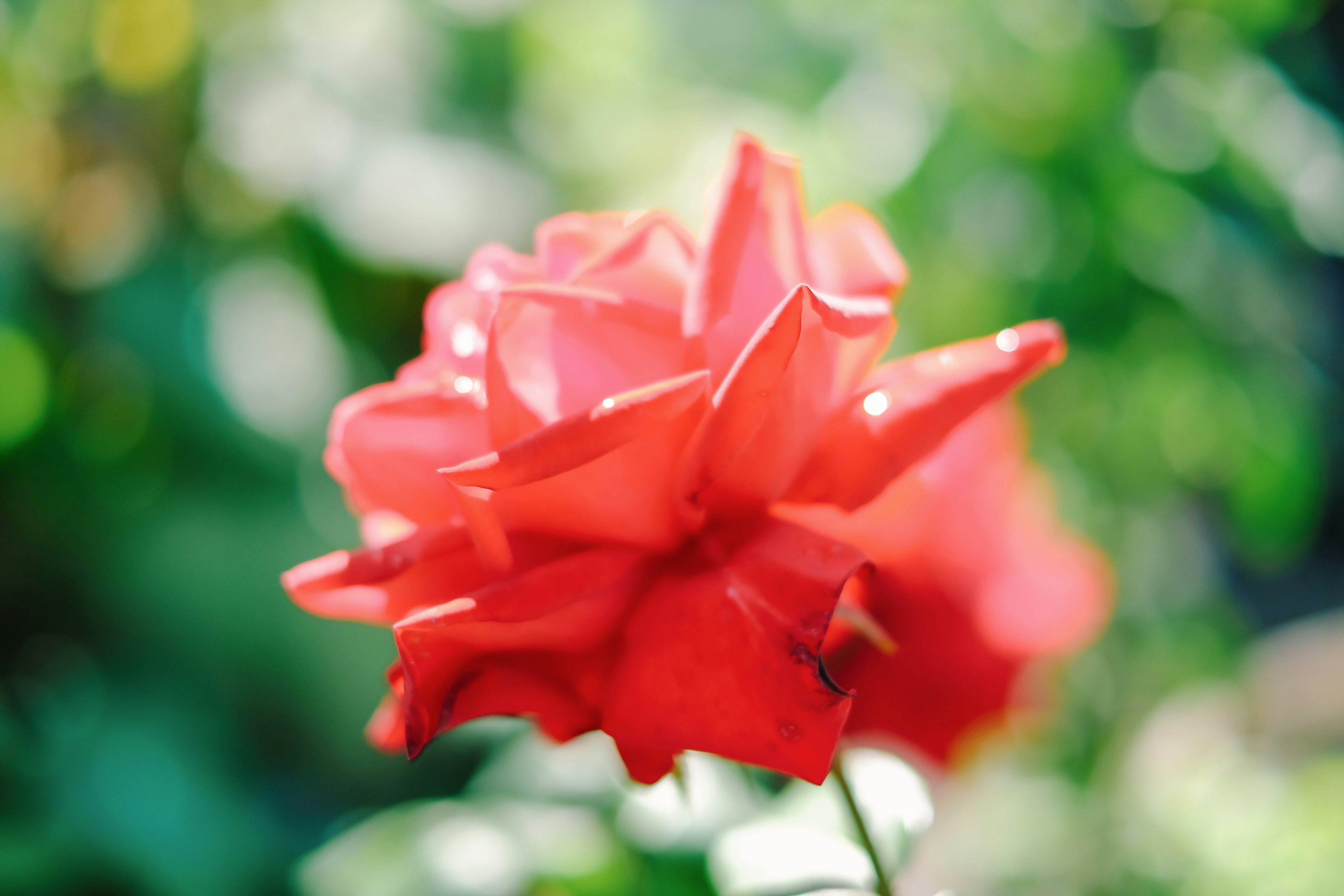 Coral Rose in Velvet Bokeh: A Close-Up Study of Petal Texture