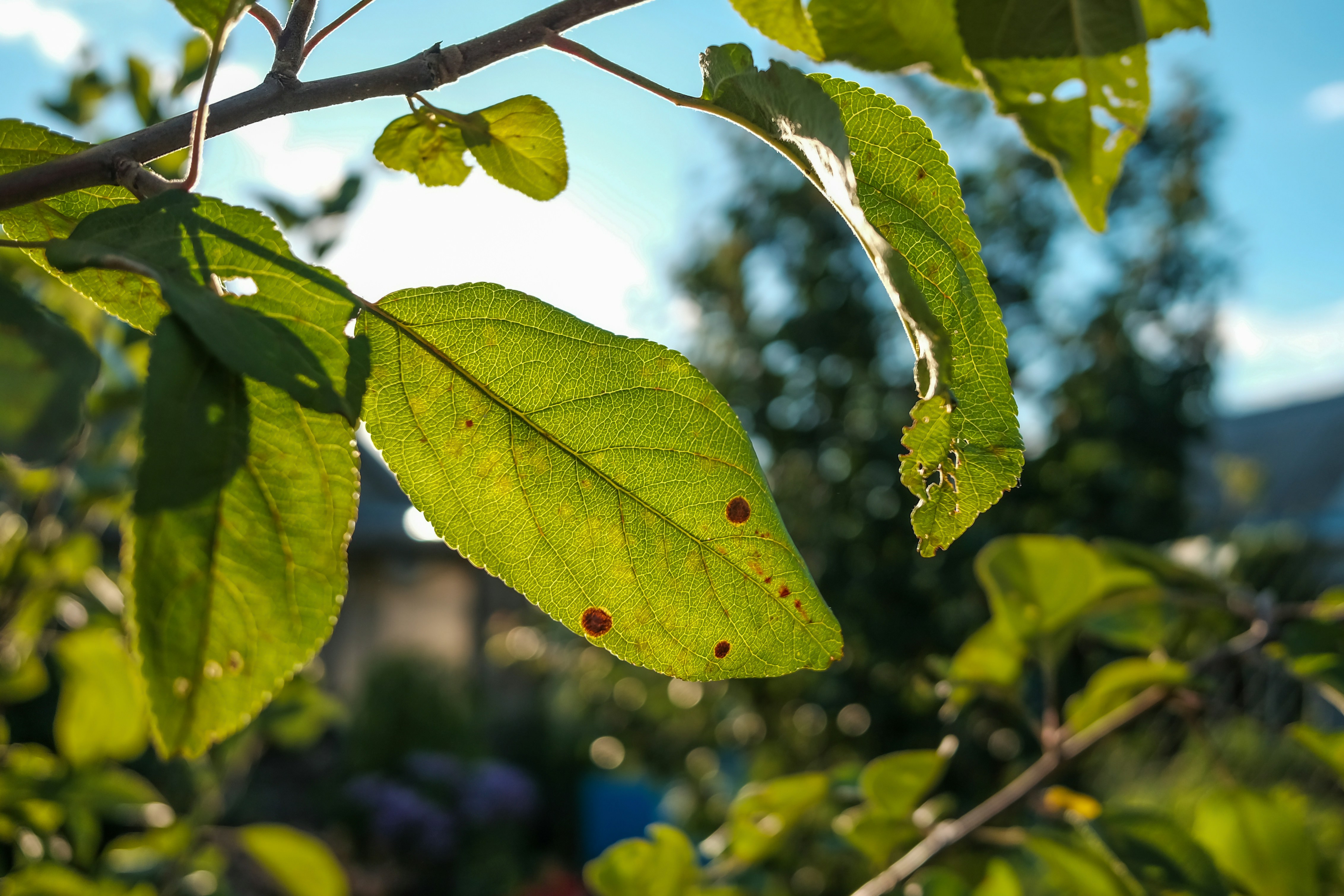 Sunlit Leaf in Focus: A Quiet Portrait of Texture and Blur