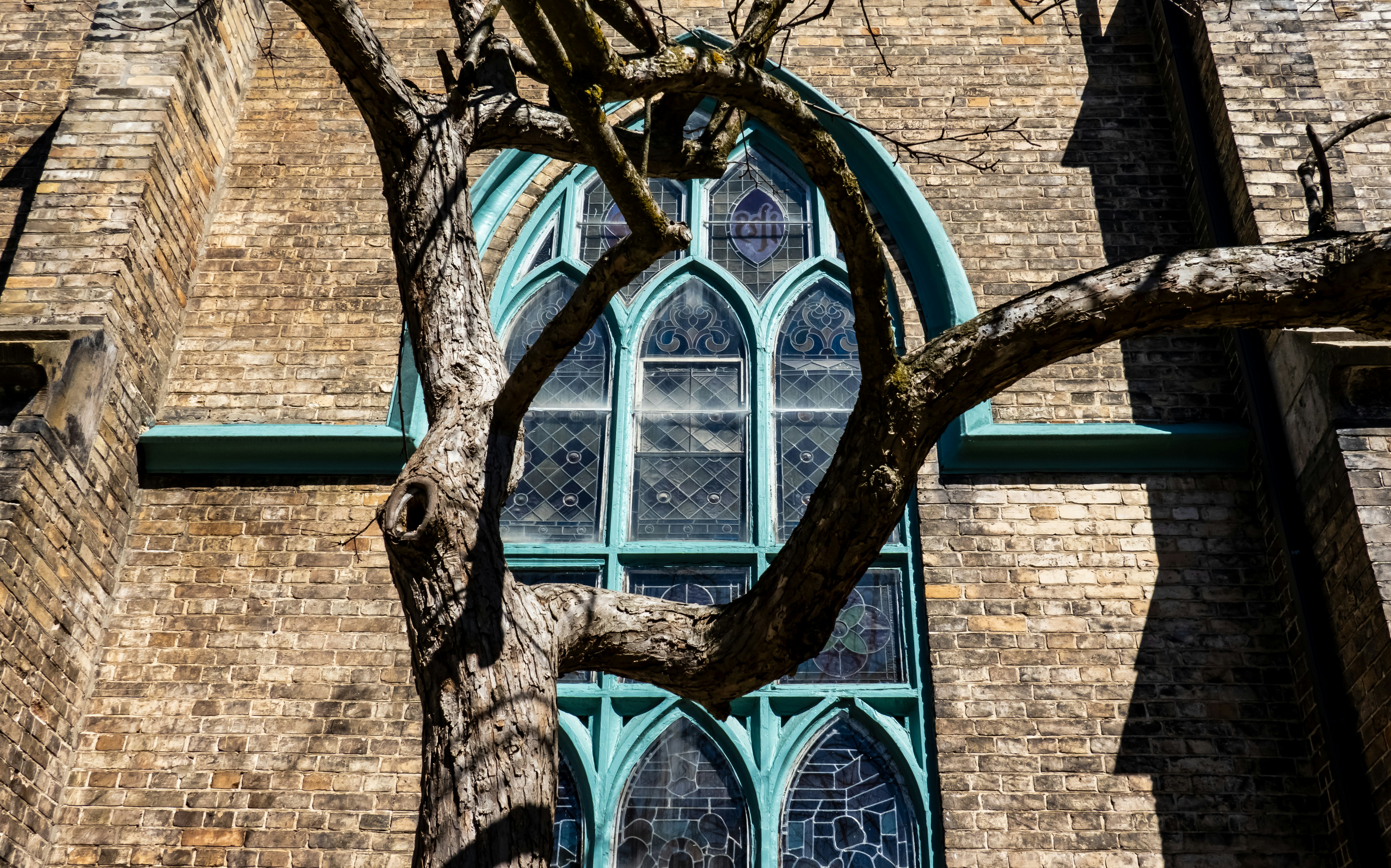 Gothic Archway Framed by Serpentine Branches