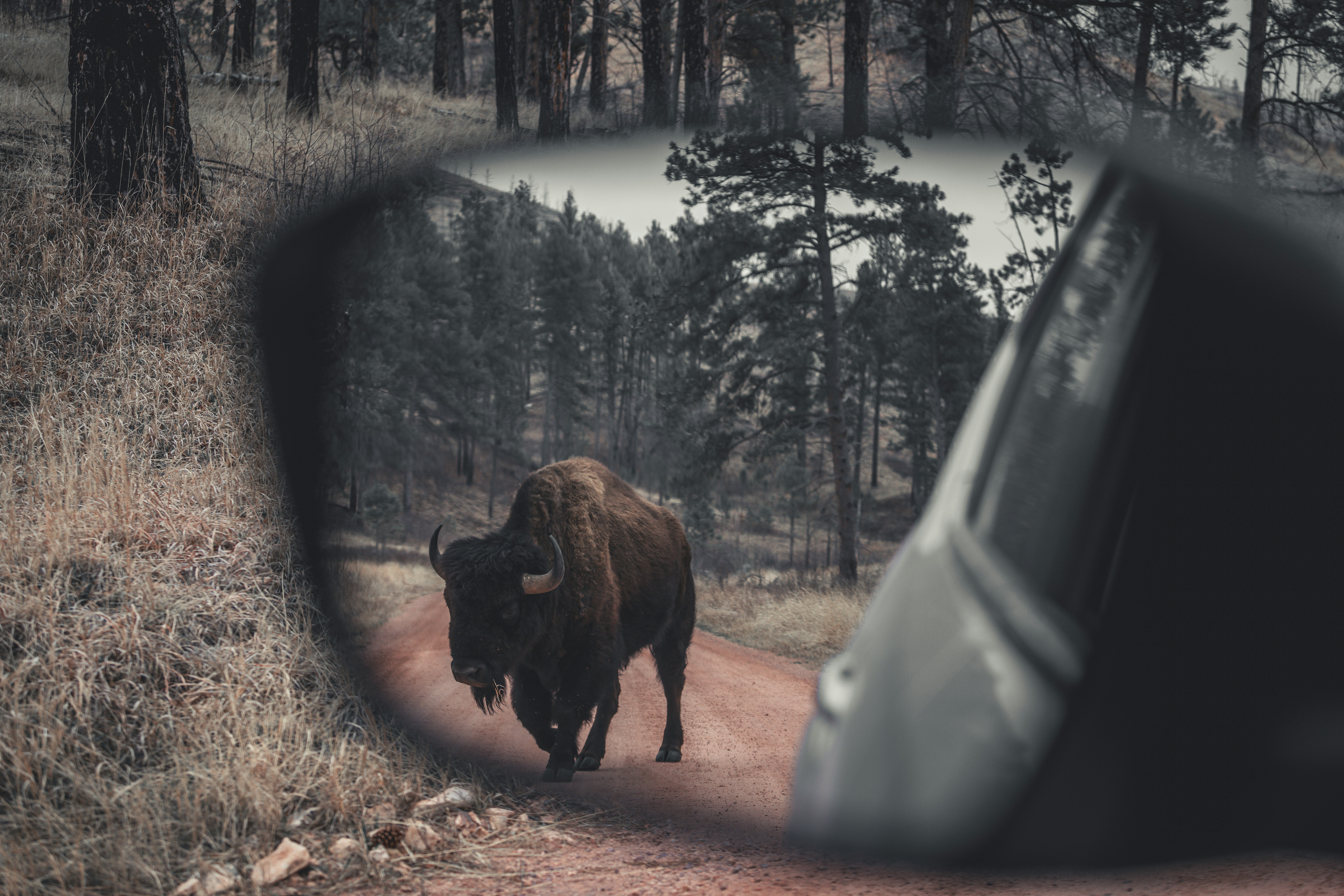 A reflection of a bison in the side view mirror of a car photo – Free ...