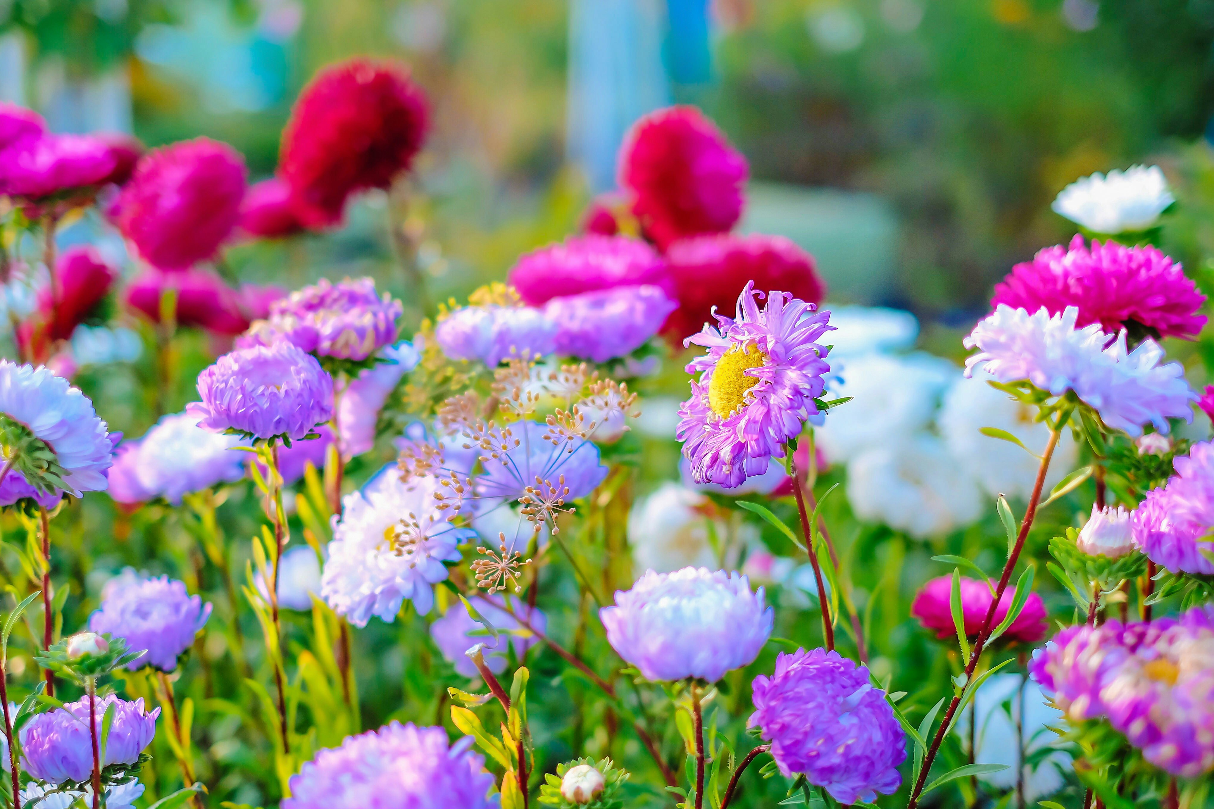 Vivid Summer Bloom: A Field of Fragrant Asters in Soft Focus