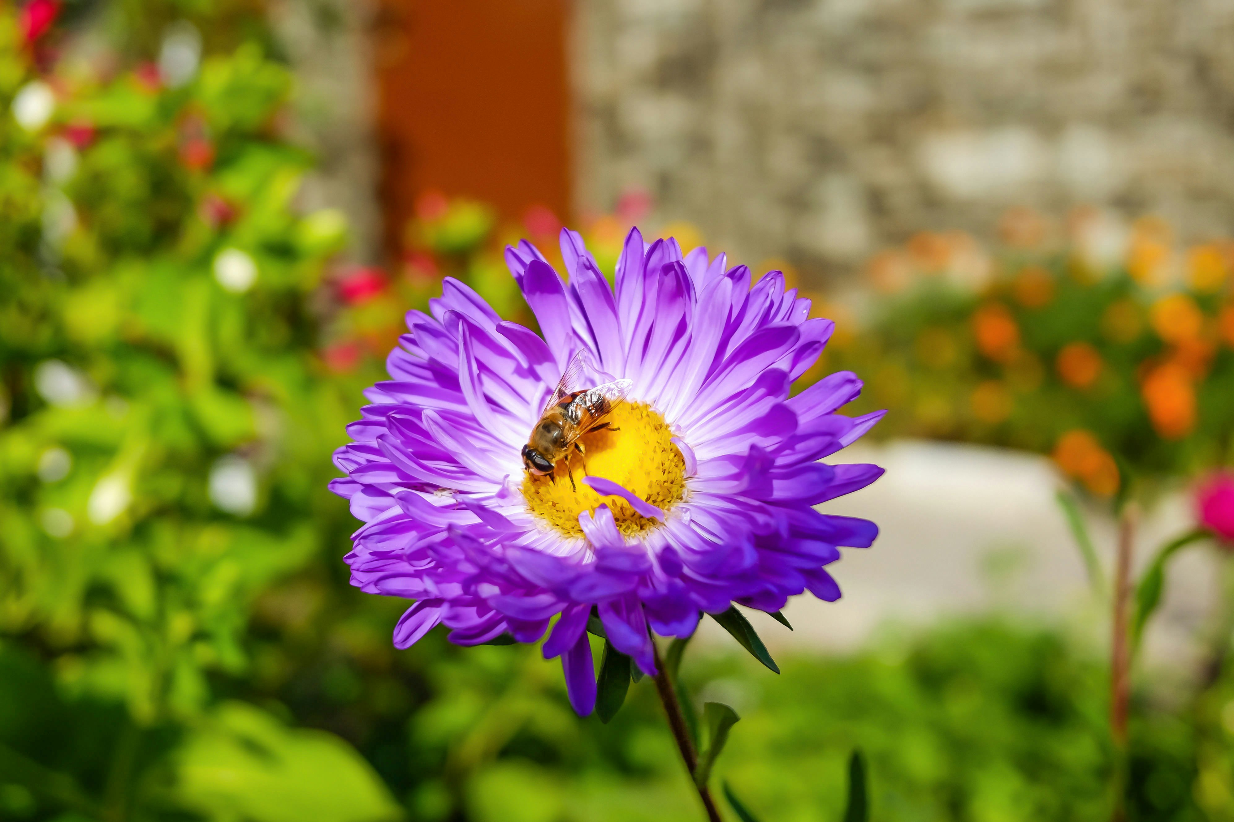 Bee on a Violet Daisy: Portrait of a Sunlit Garden Visitor