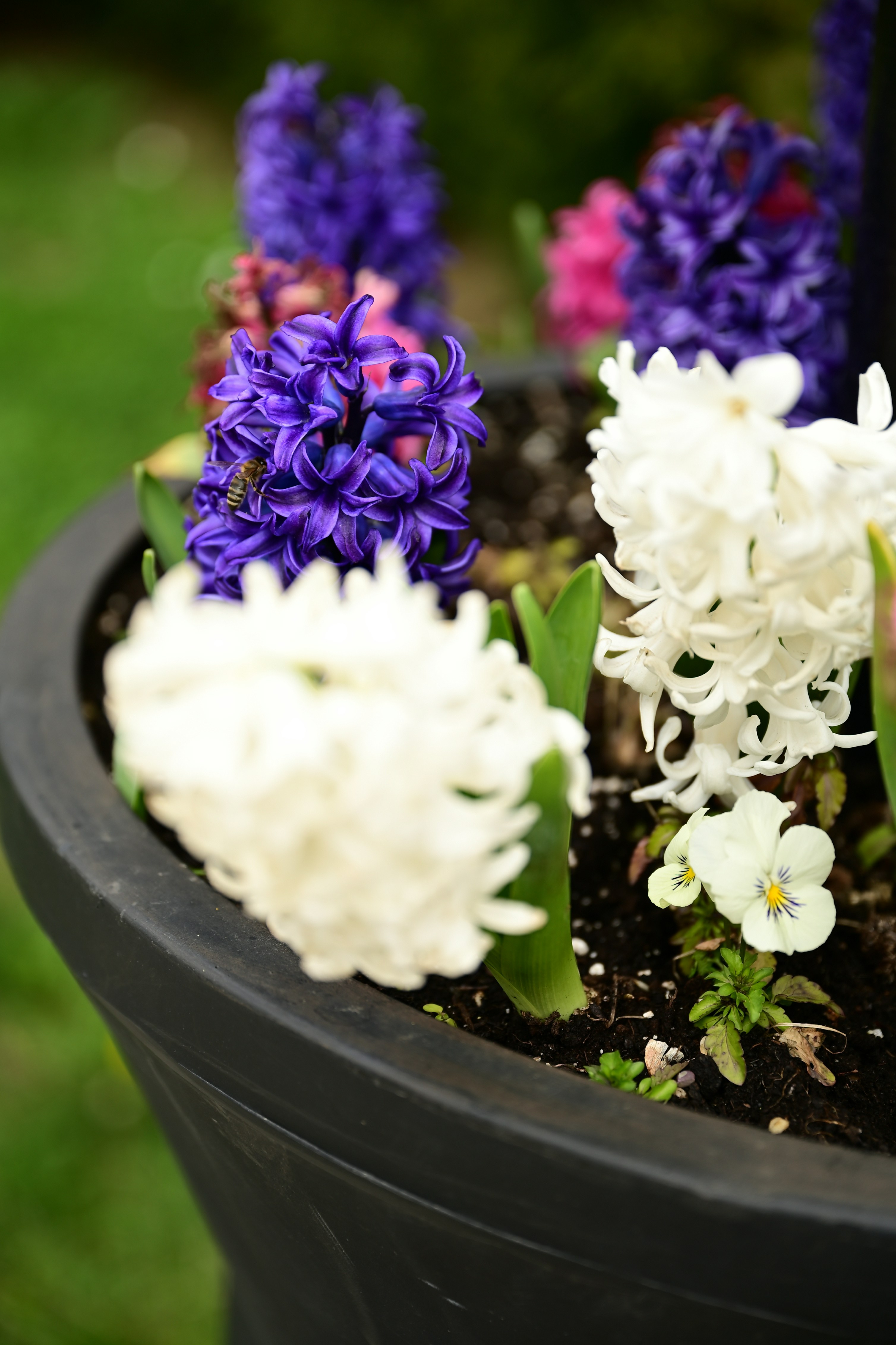 Bee on a Violet Hyacinth: Focus in a Garden Pot