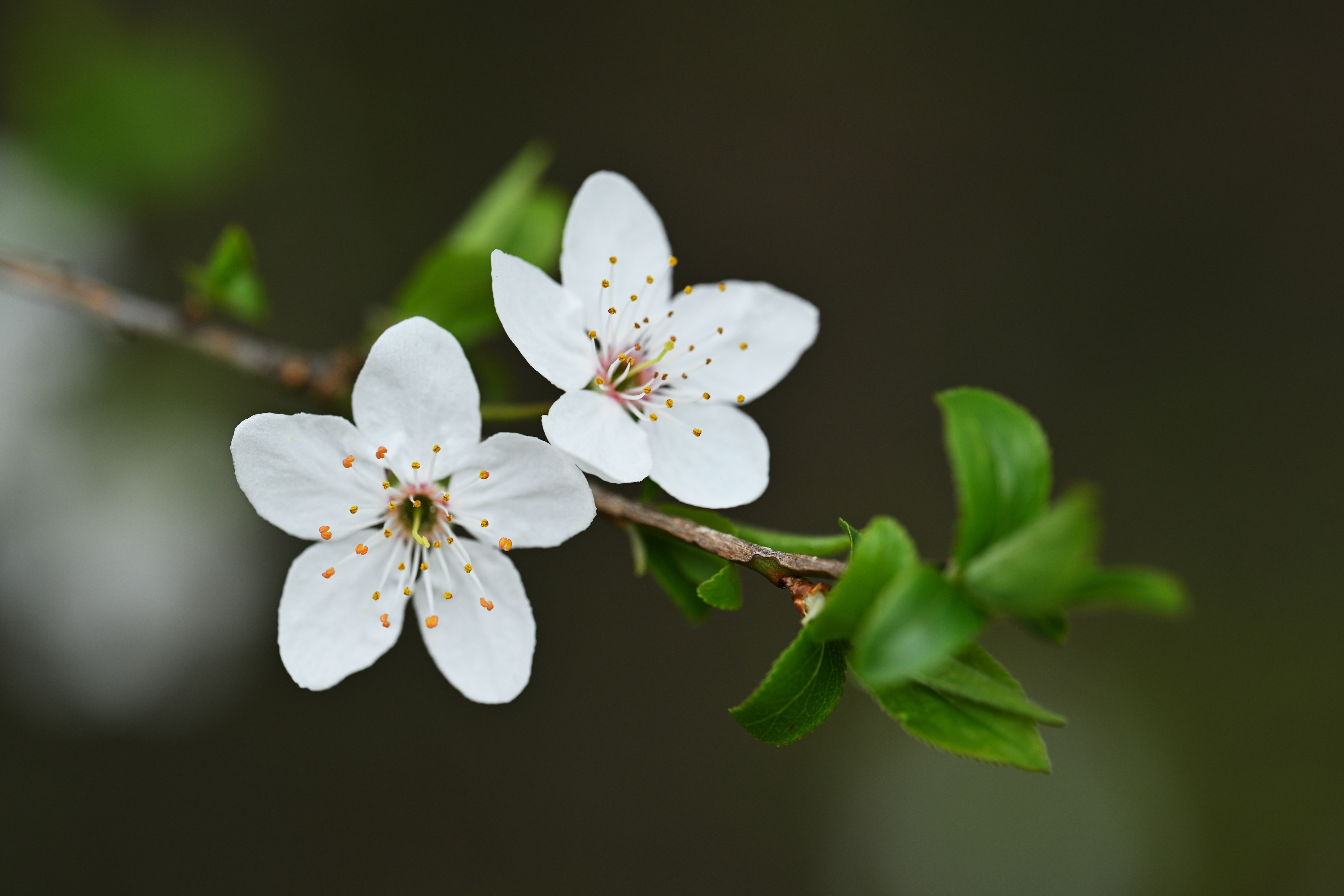 Close-up of white blossom on a branch