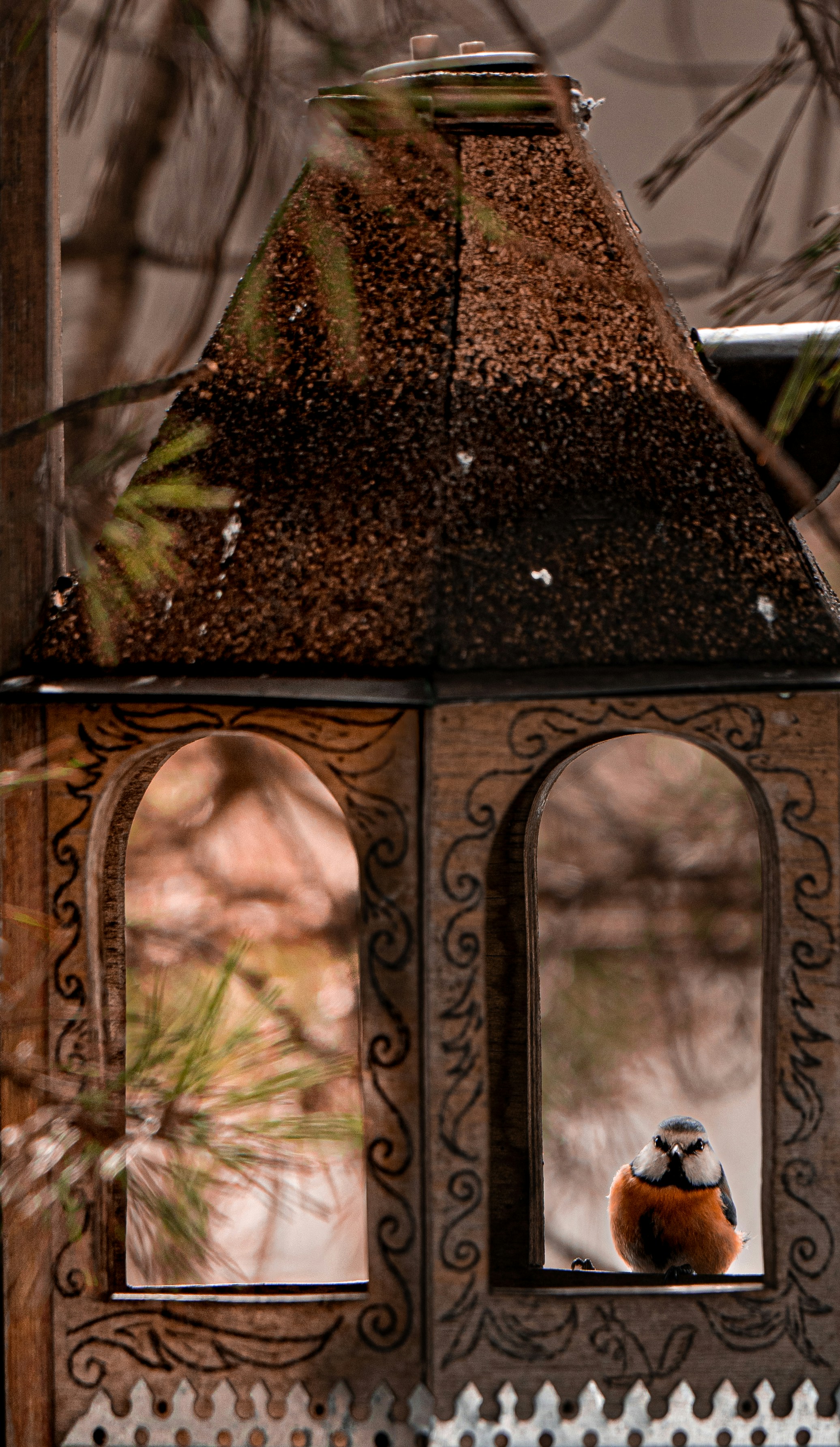 Blue Tit in a Rusted Lantern: A Quiet Moment of Color and Texture