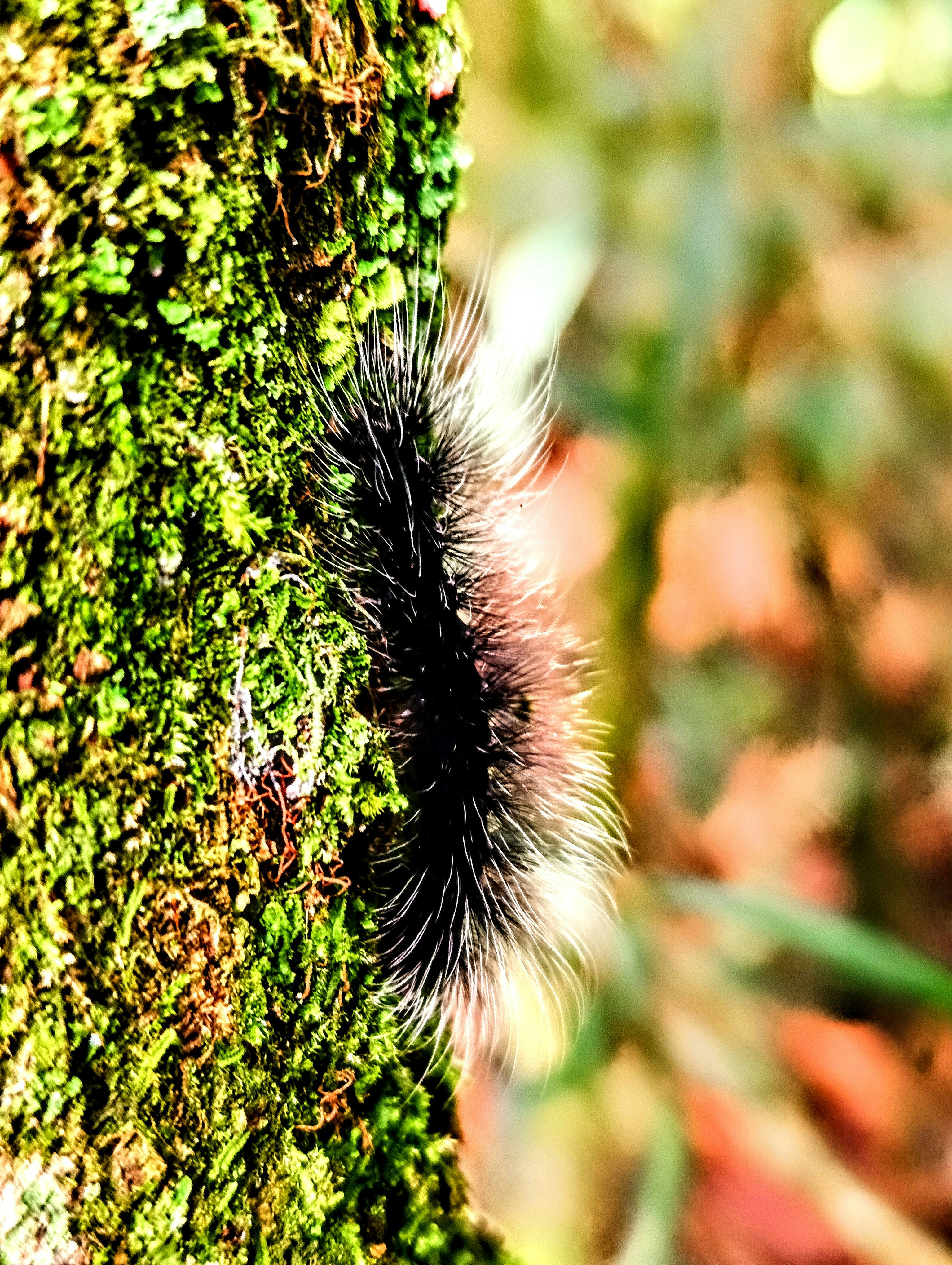 Macro close-up of a fuzzy caterpillar clinging to a moss-covered tree trunk. Soft background blur isolates texture and form.