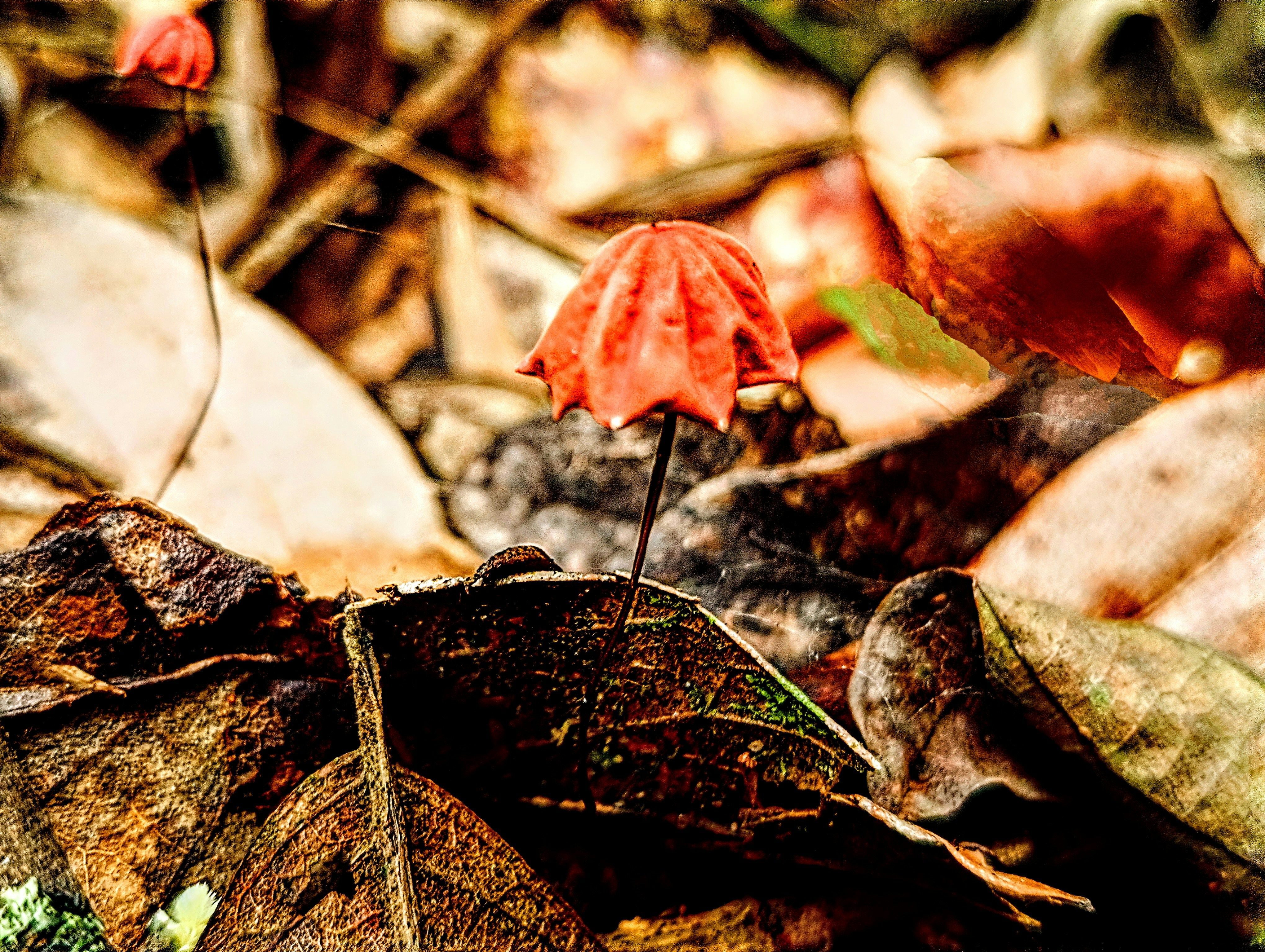 Vibrant red fungi peeking through a tapestry of fallen leaves, showcasing nature's intricate details. The scene evokes a sense of wonder and exploration.