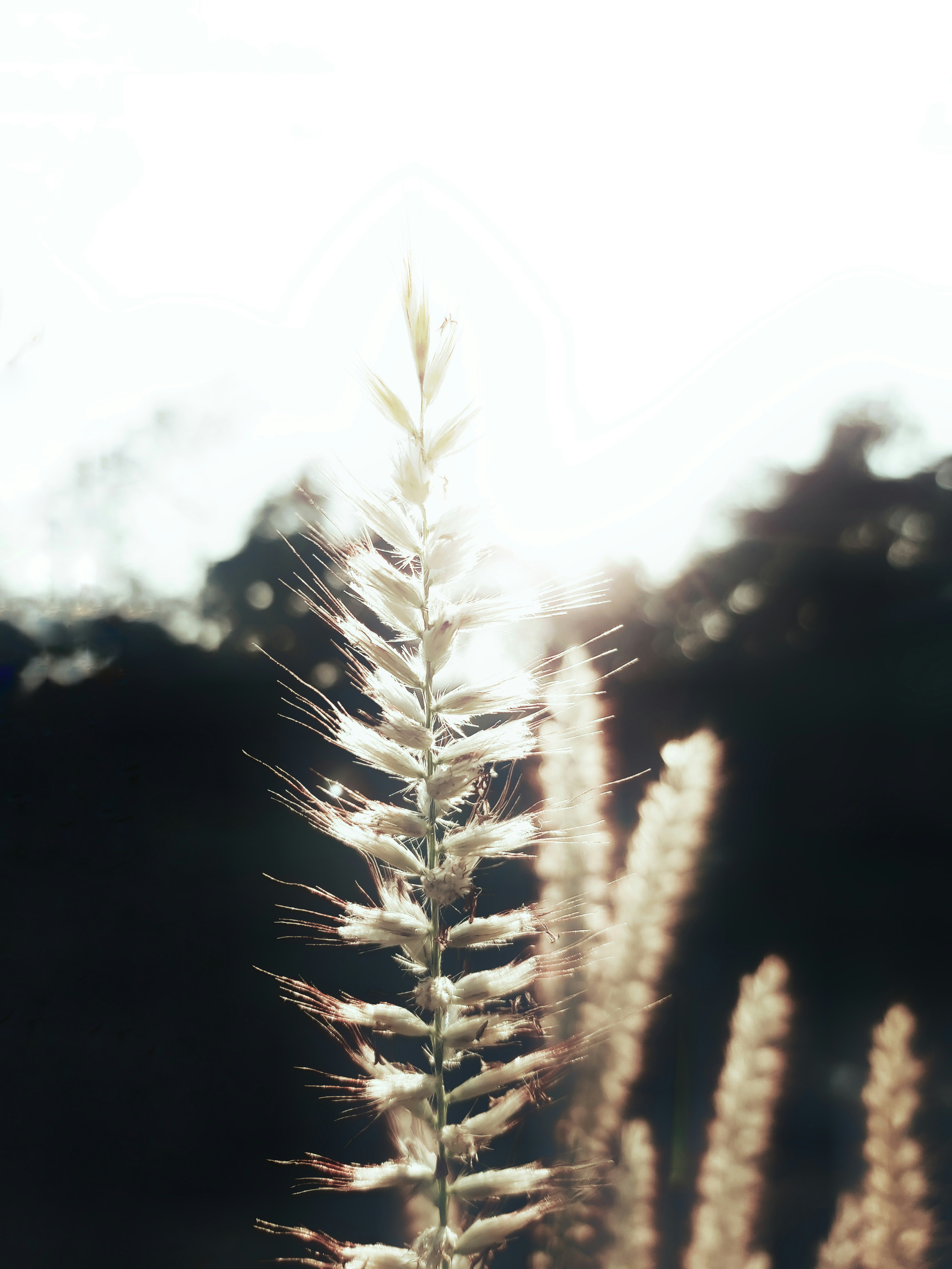Soft sunset | a close up of a plant with the sun in the background