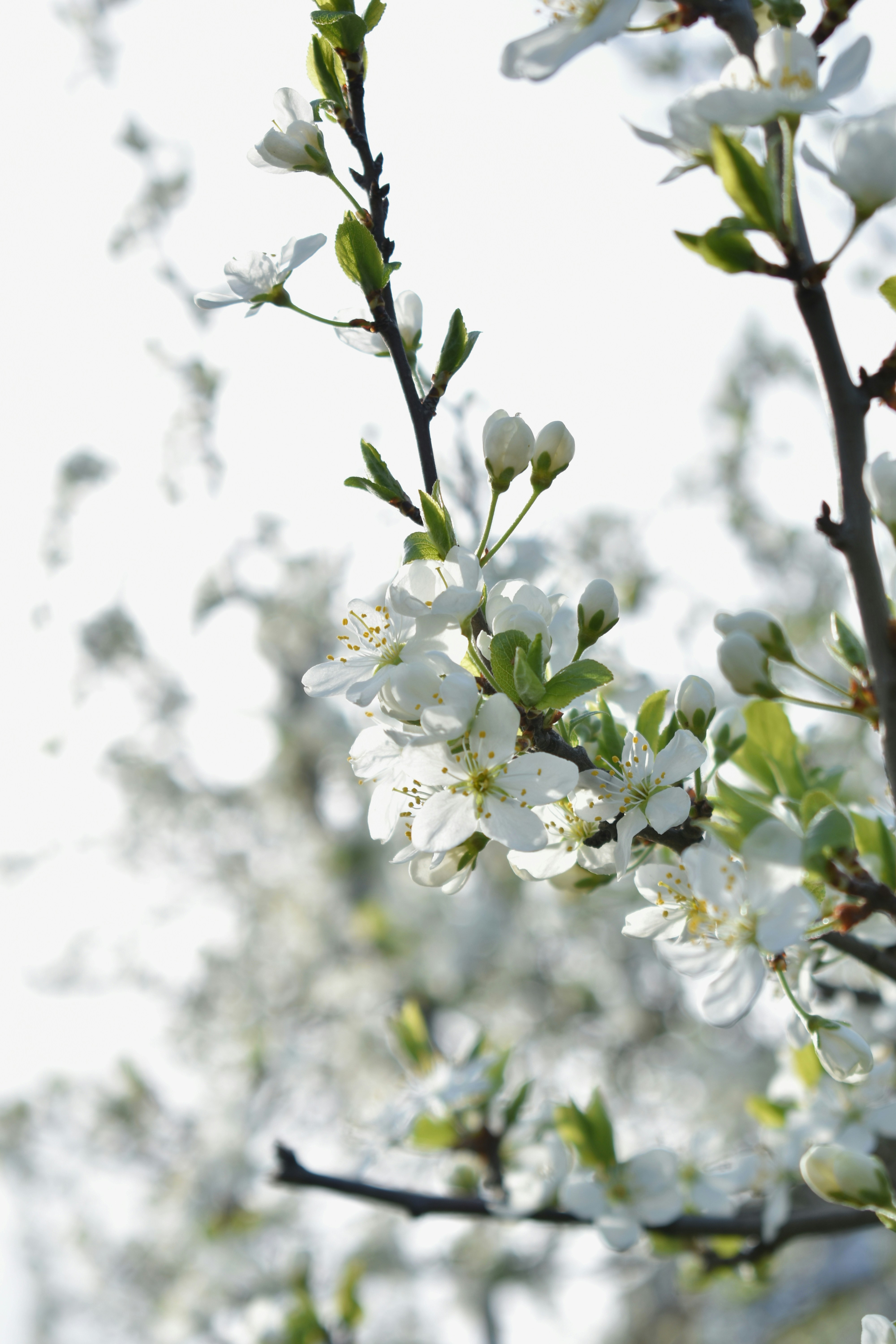 Spring Bloom: Sunlit Cluster of White Blossoms on a Delicate Twig