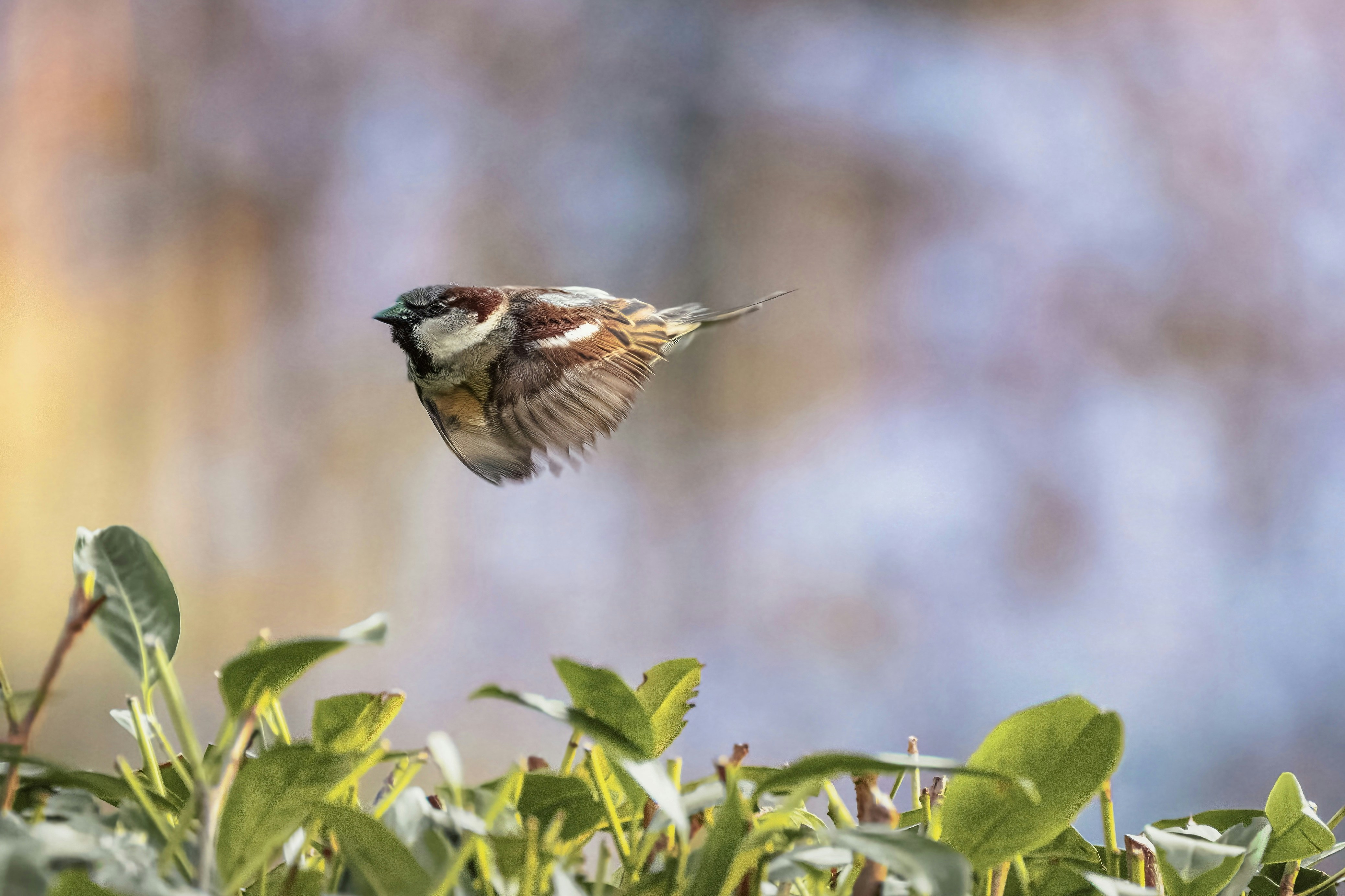 A small bird flying over a lush green field photo – Free Netherlands ...