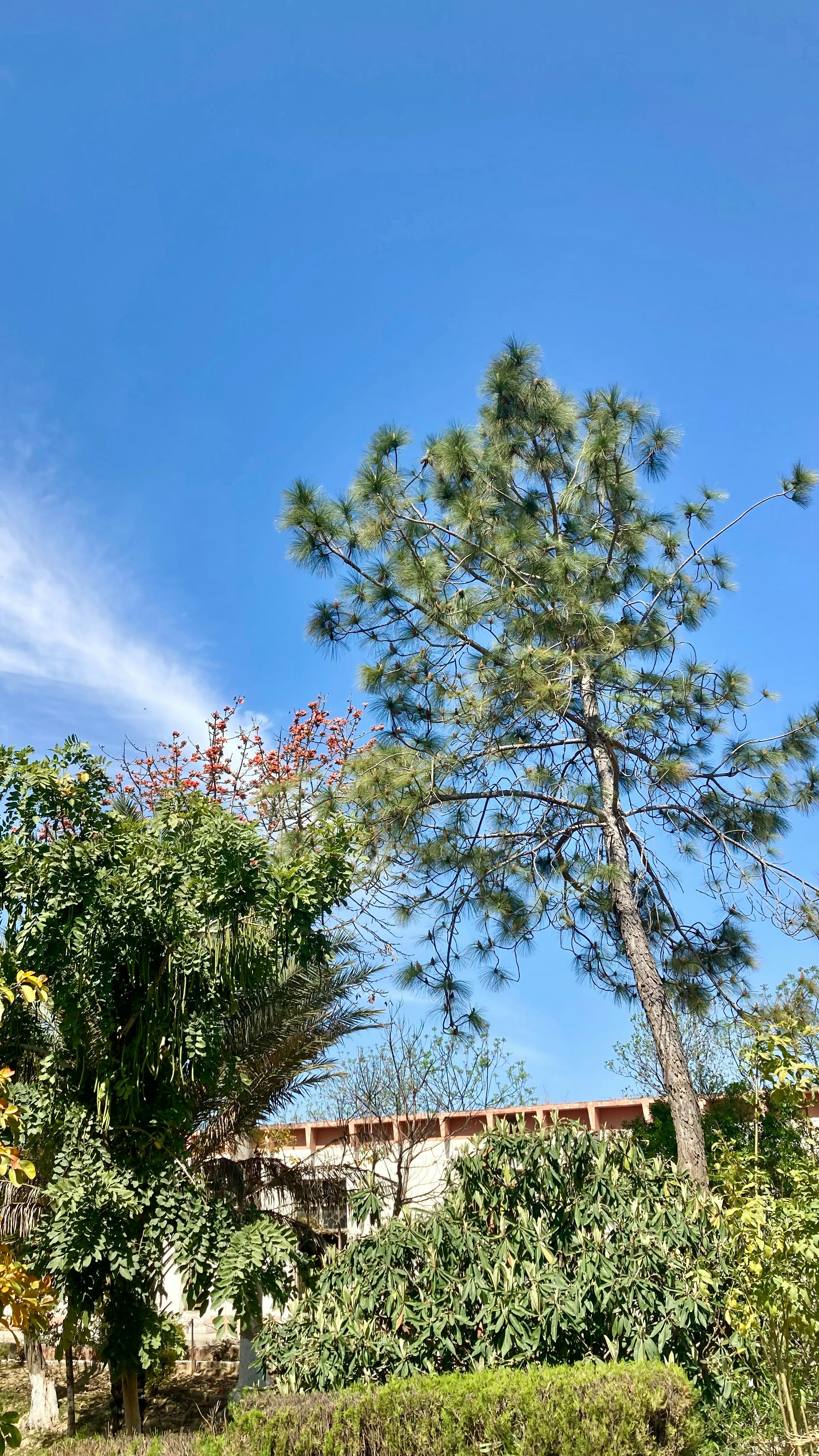 Cerulean Sky, Lone Pine: A Sunlit Garden Portrait