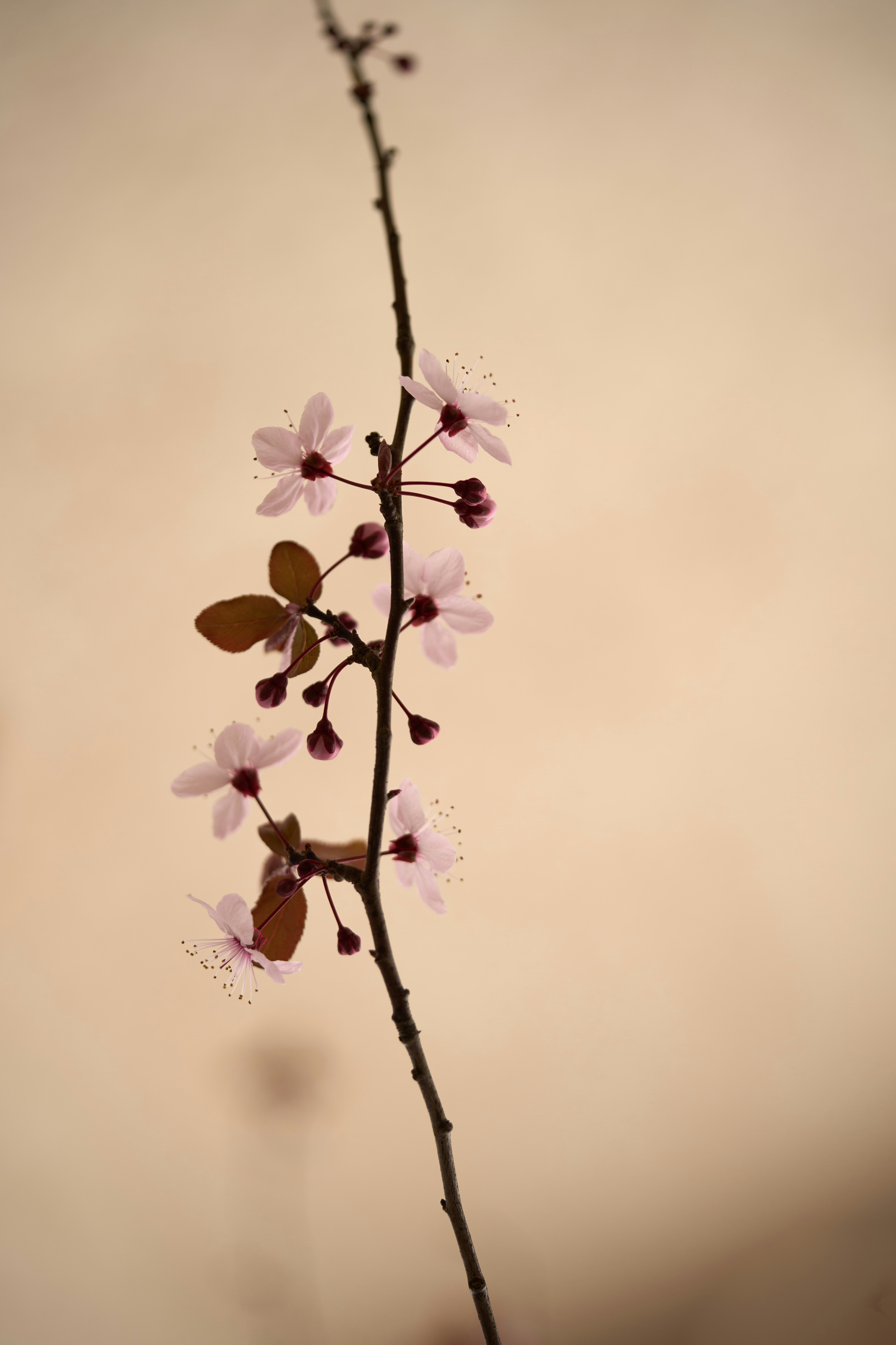 Delicate Pink Blossom Stem Against a Creamy Backdrop