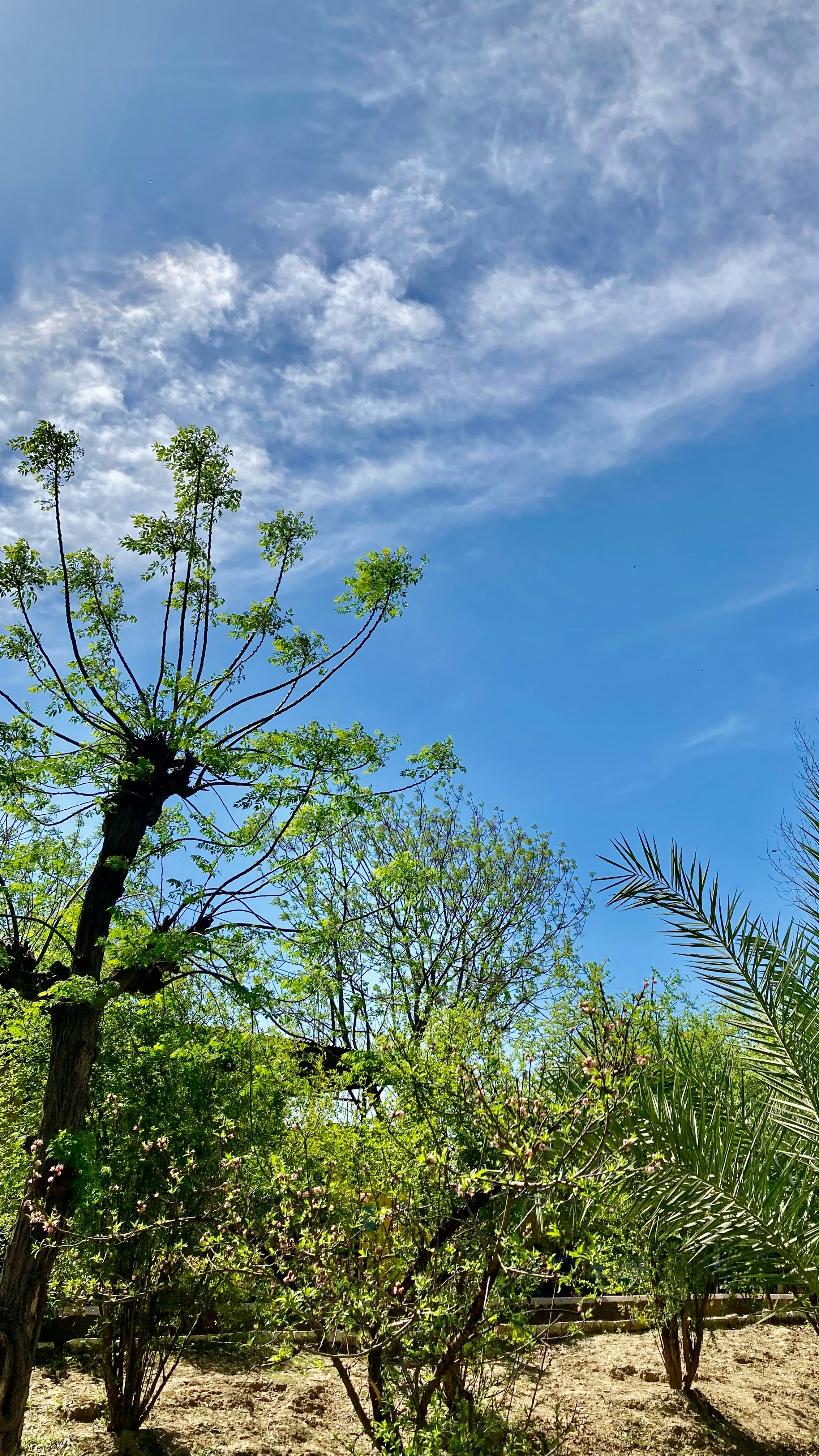Sunlit garden scene with a pruned tree sprouting new green leaves against a clear blue sky.