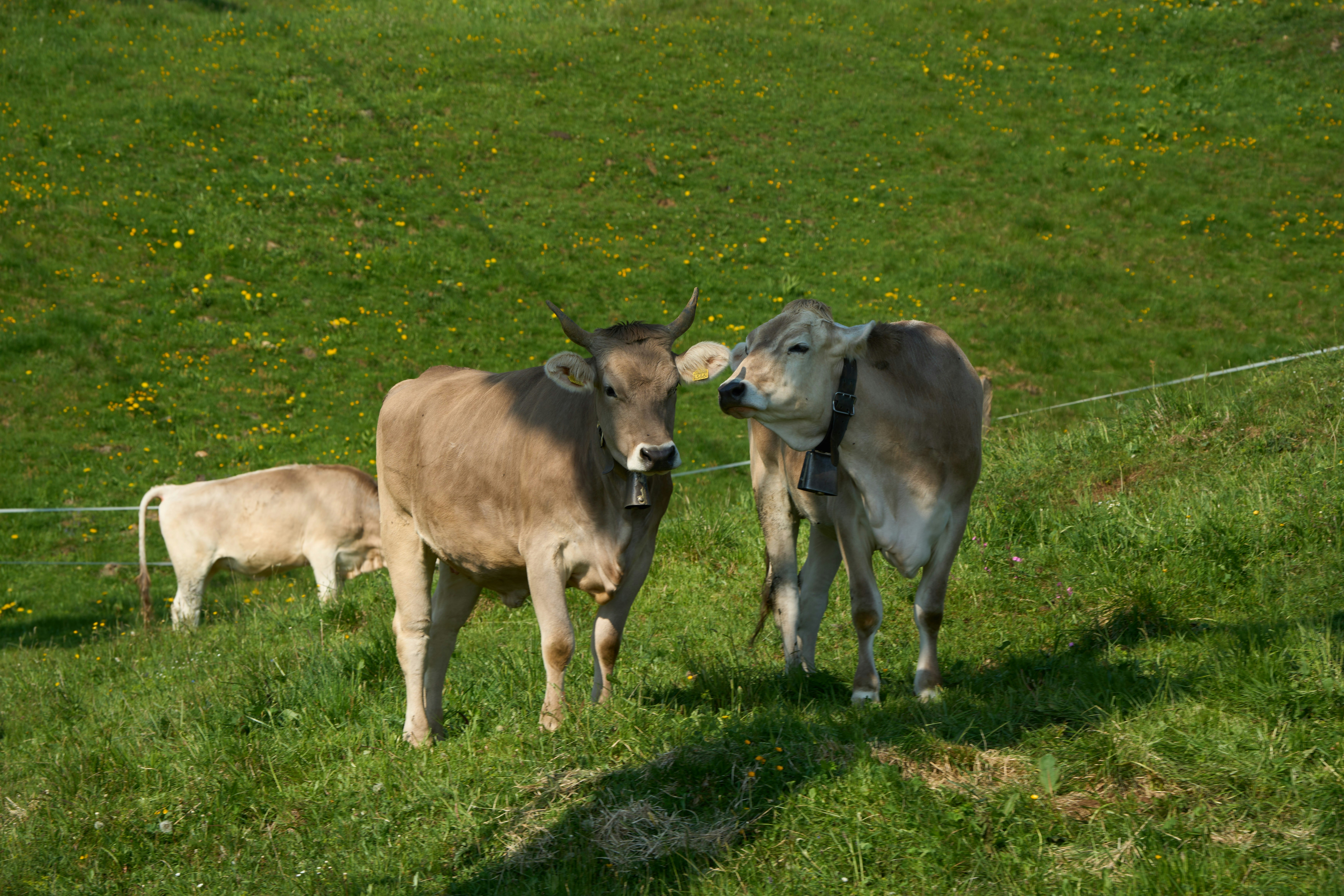 A couple of cows that are standing in the grass photo – Free ...