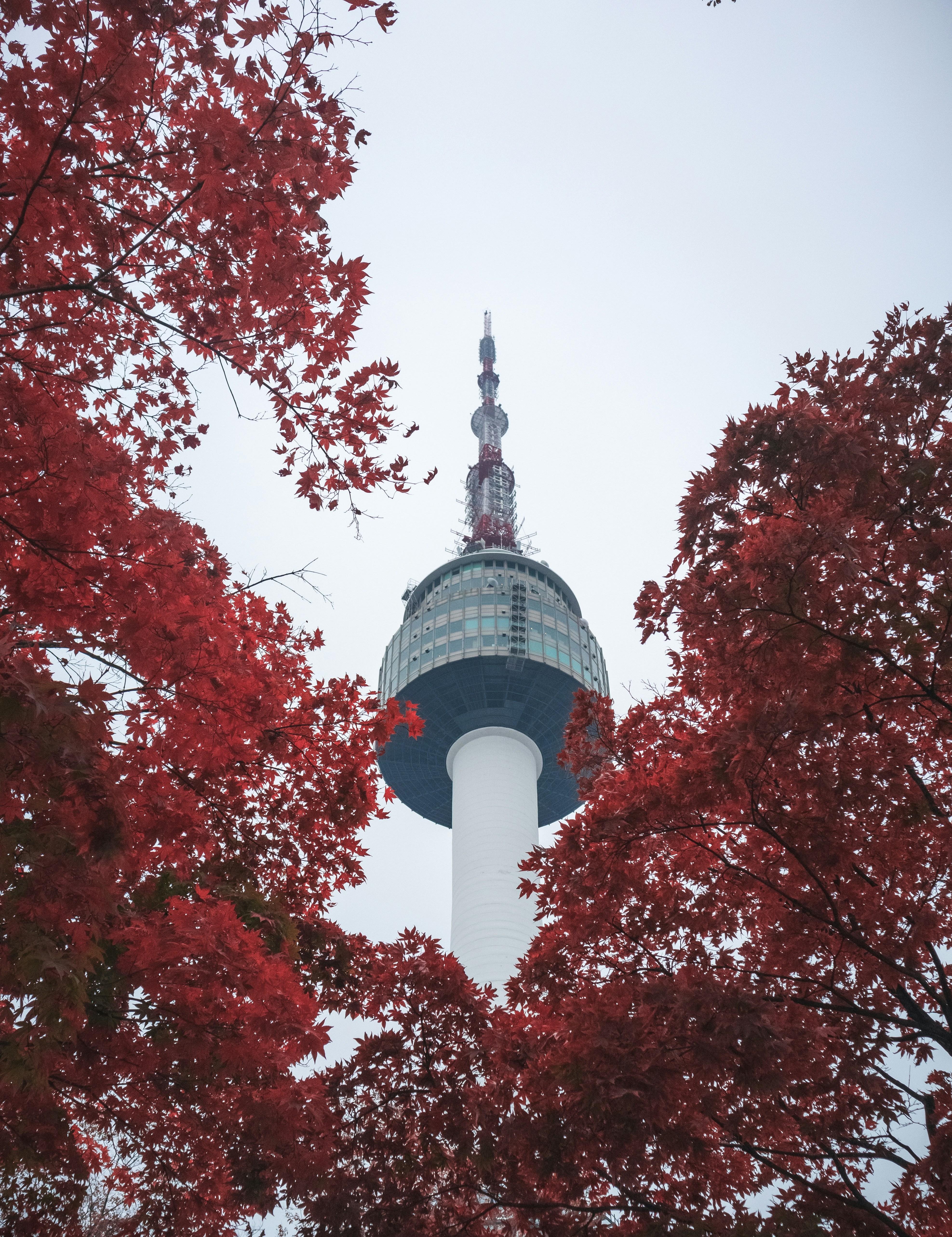 Crimson Frame: Namsan Tower Emerges Through Autumn Red Canopy