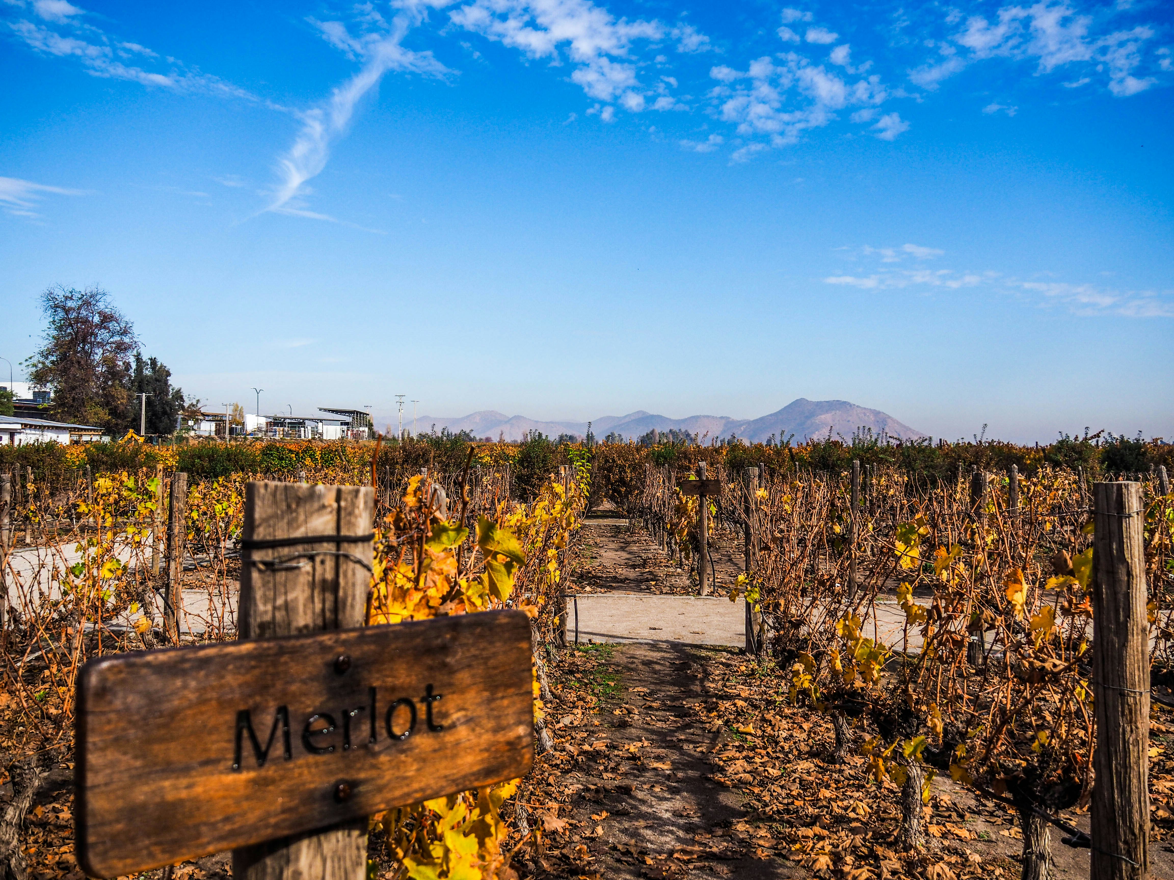 Golden Vines in the Shadow of Andes