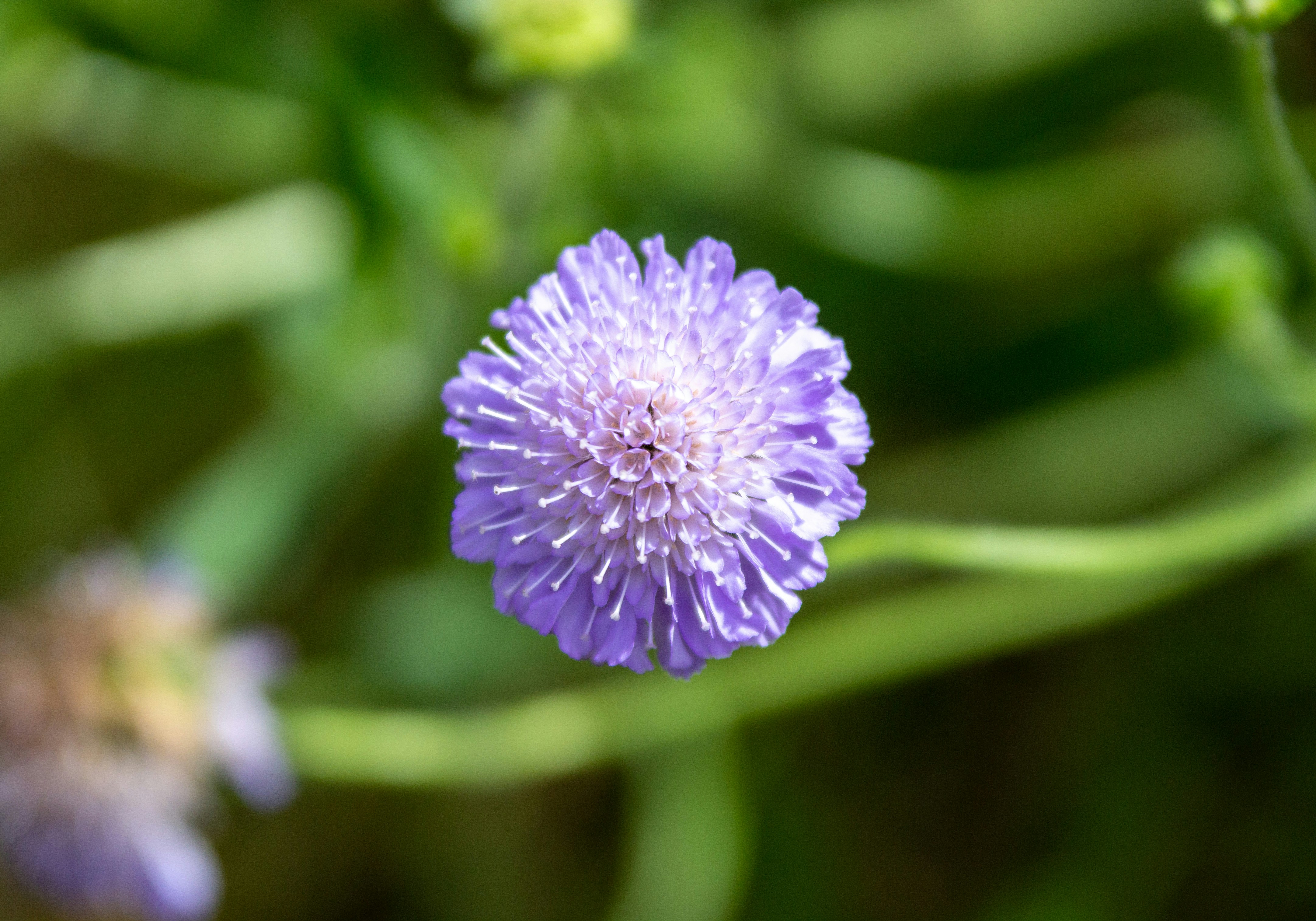 A vibrant purple flower with intricate petals surrounded by green foliage. The image highlights the flower's detailed structure and natural beauty.