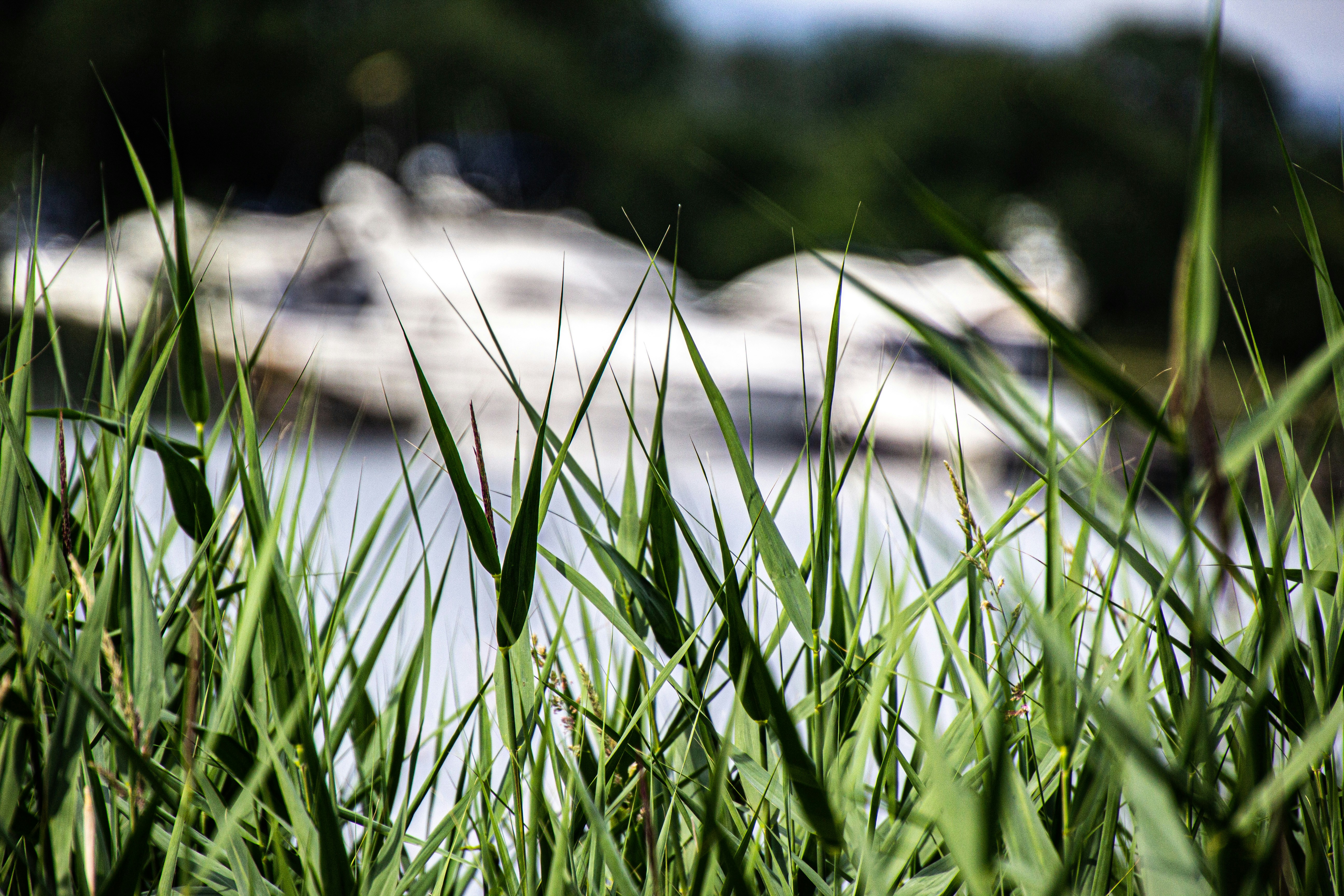 Verdant Fronds in Focus, Harbor Haze Beyond