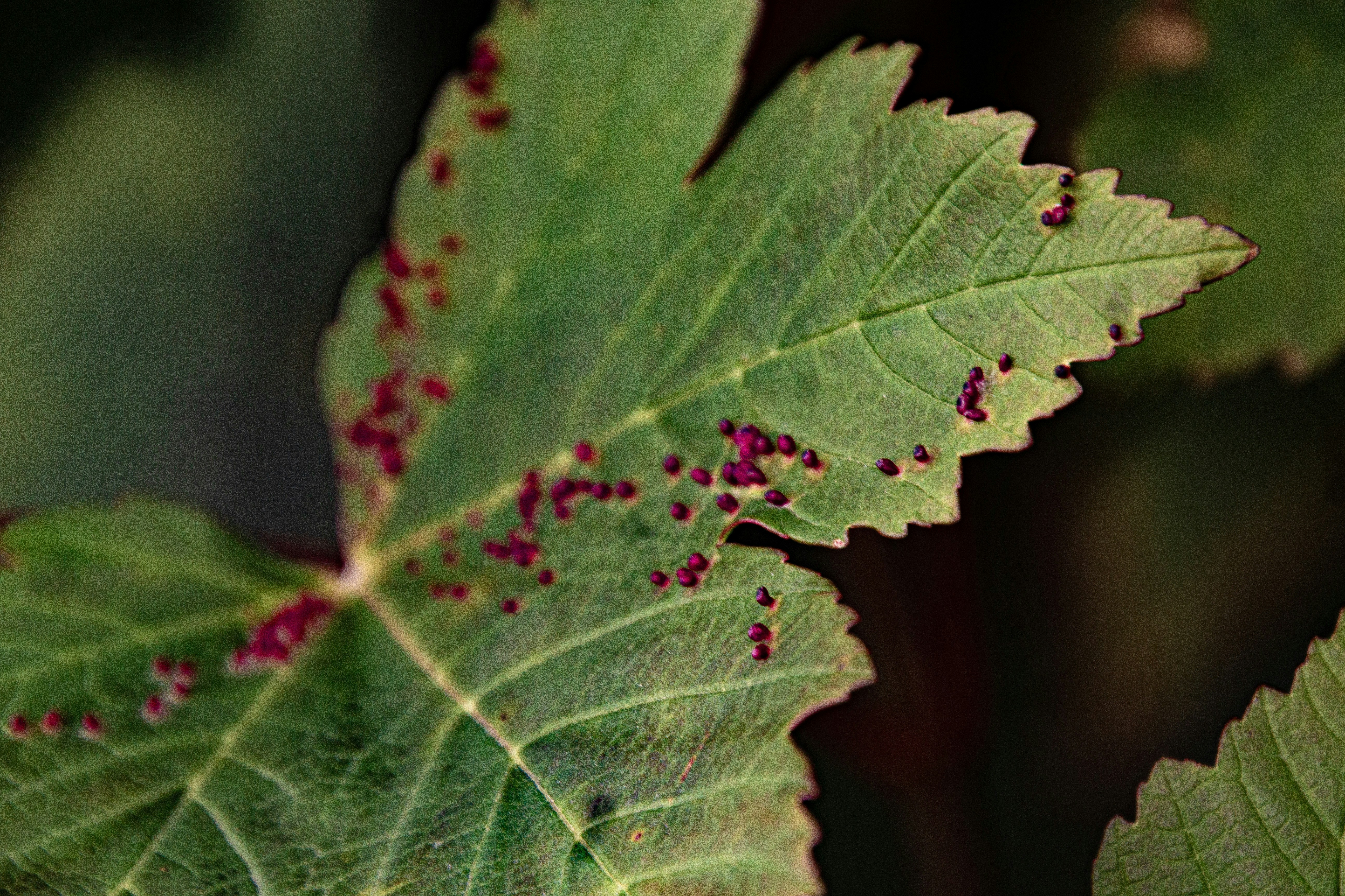 A close up of a green leaf with red spots photo – Free Tipperary Image ...