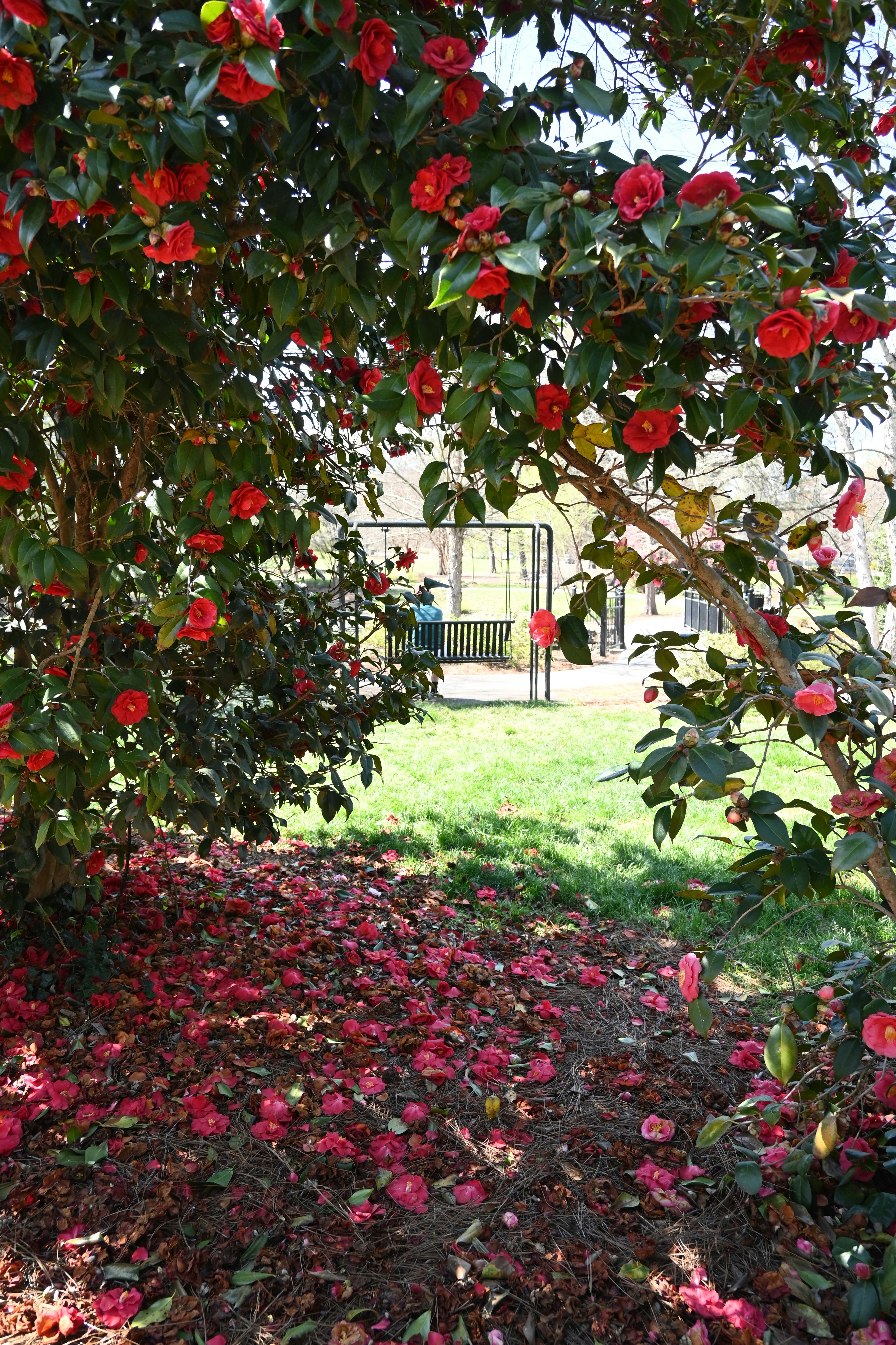 Un banco del parque sentado bajo un árbol lleno de flores rojas foto ...