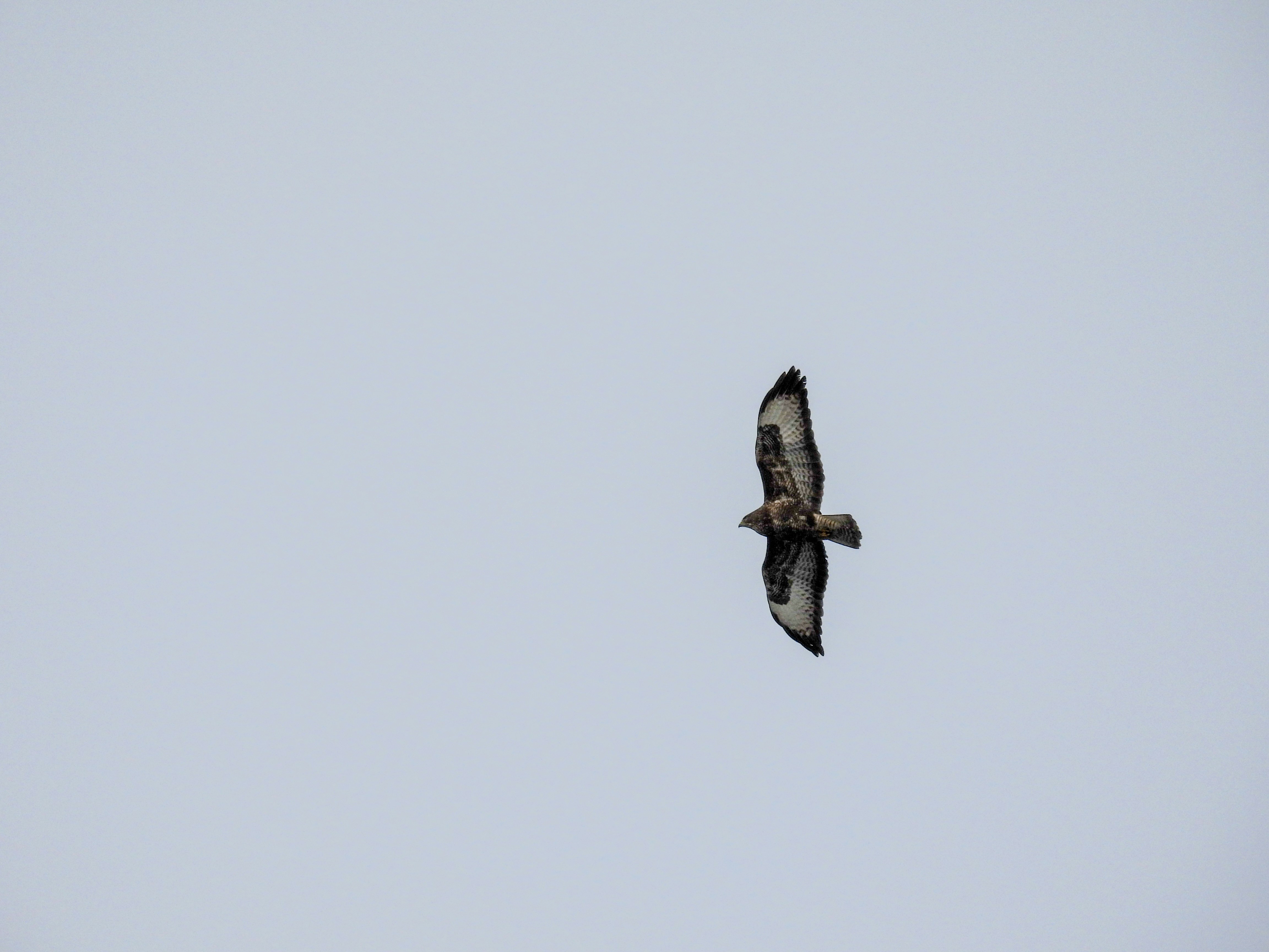 Wingbeat in the Quiet Blue: A Raptor Glides Across Open Sky