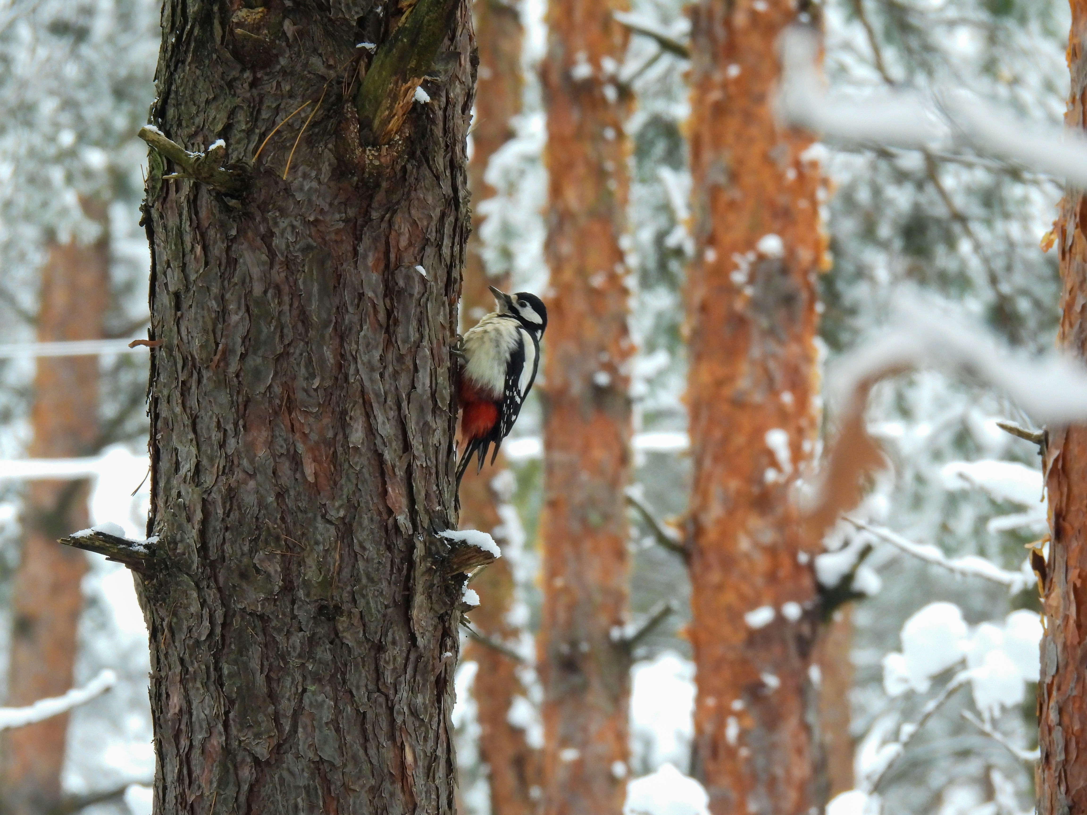 Drumming Woodpecker on a Snow-Kissed Pine