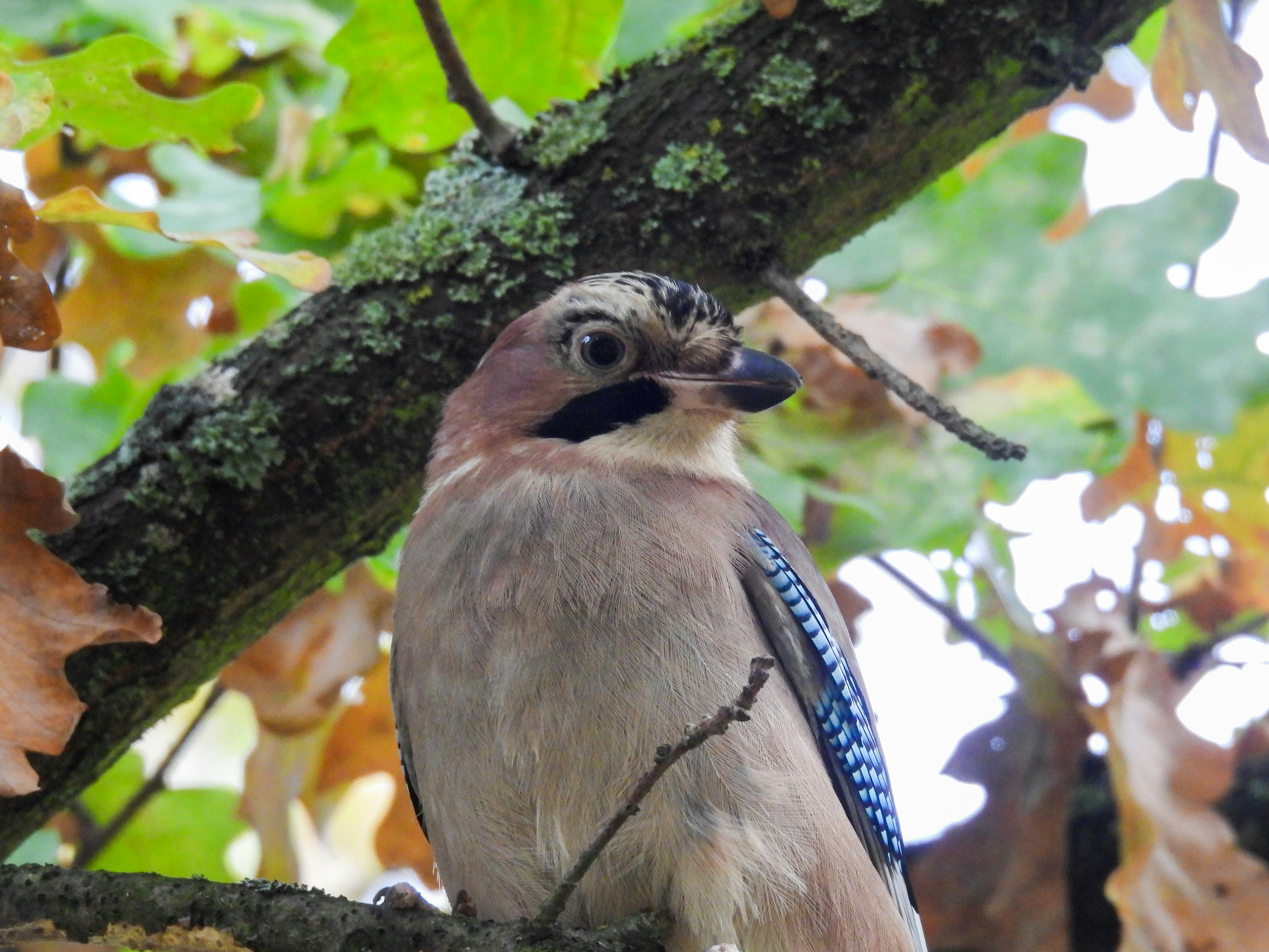 Open-Beak Jay Framed by Moss and Autumn Leaves