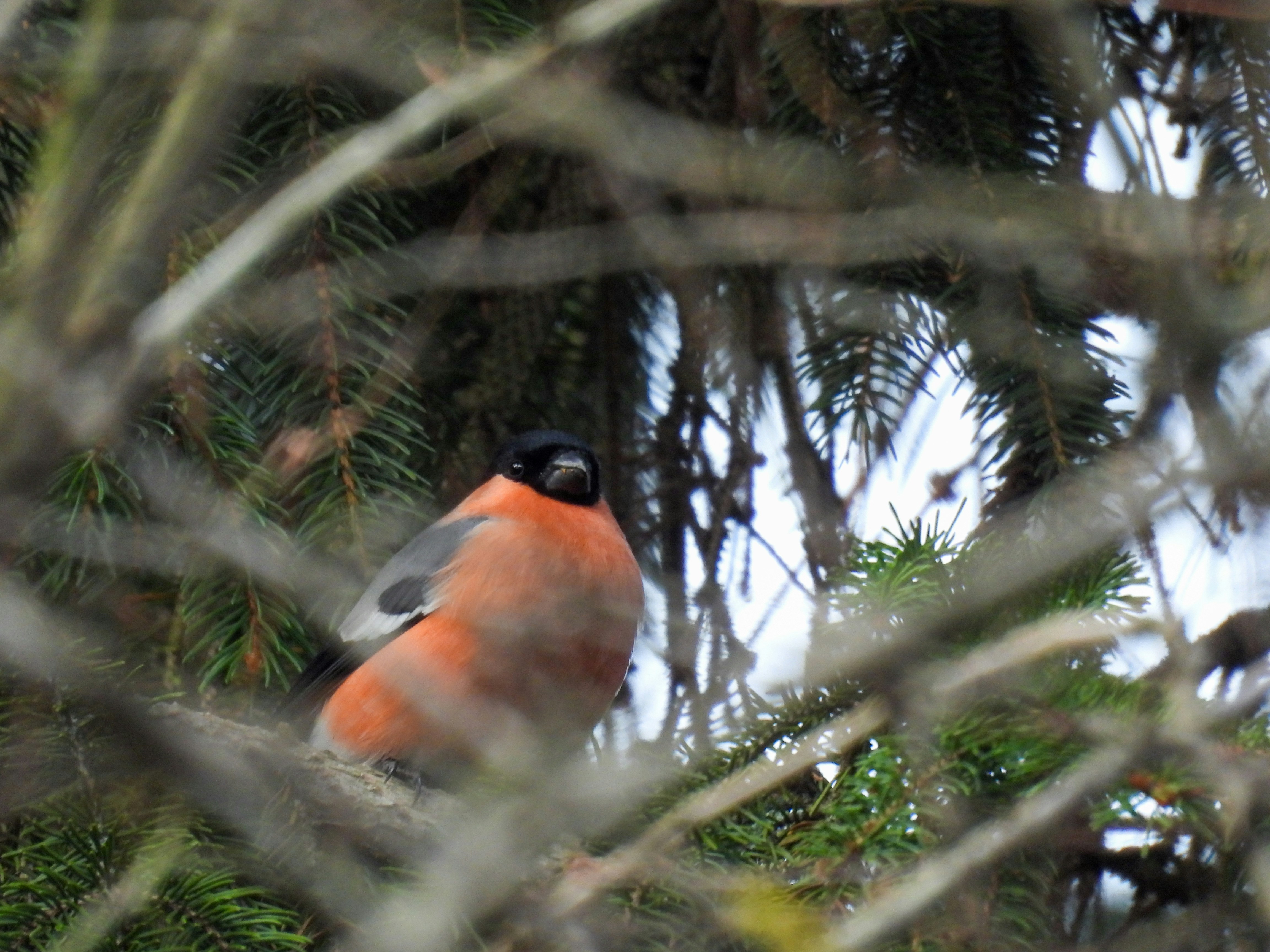 A Scarlet Blaze on a Pine Canopy
