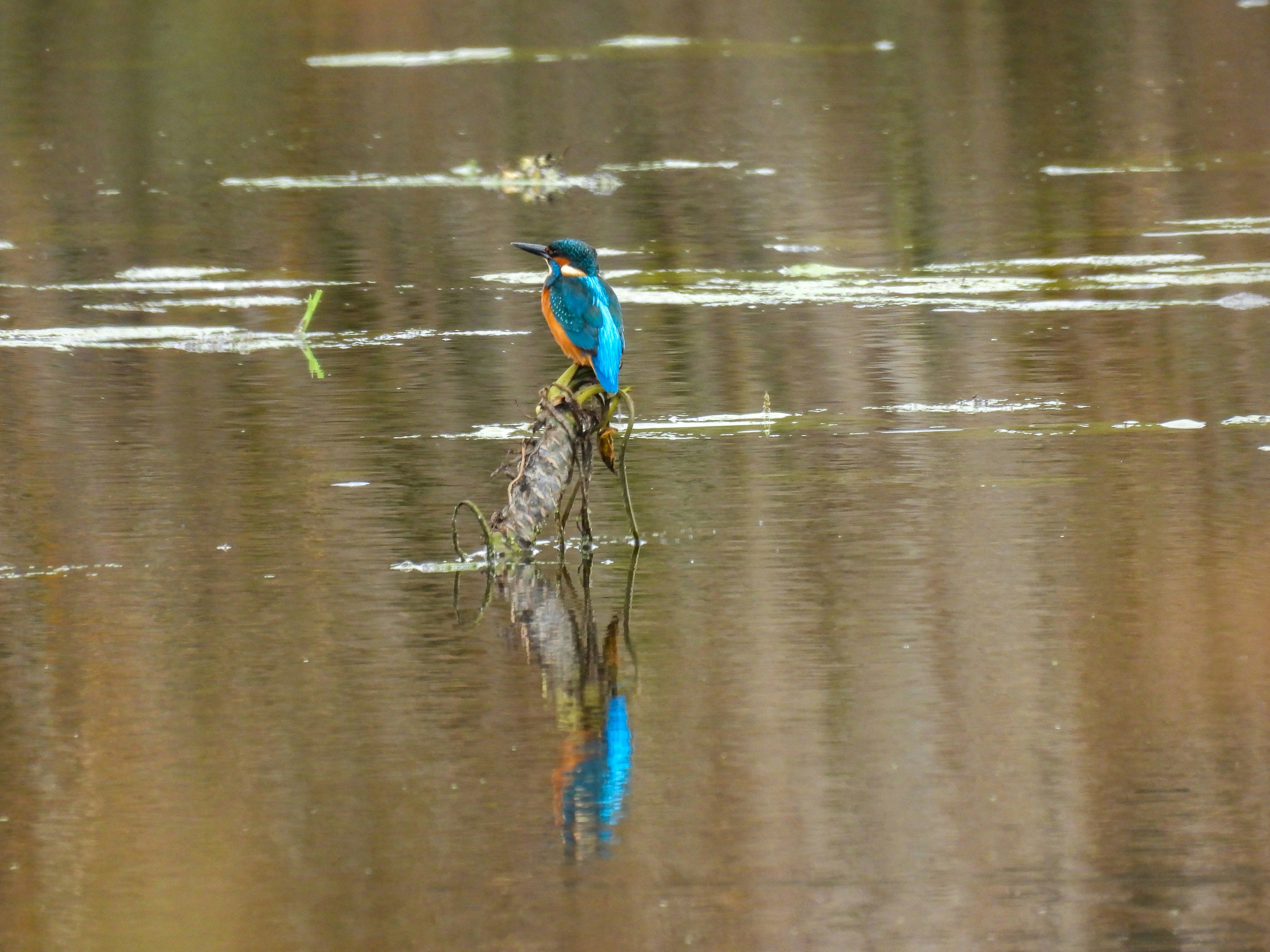 Azure Sentinel: Kingfisher Perched Over a Mirror-Lake