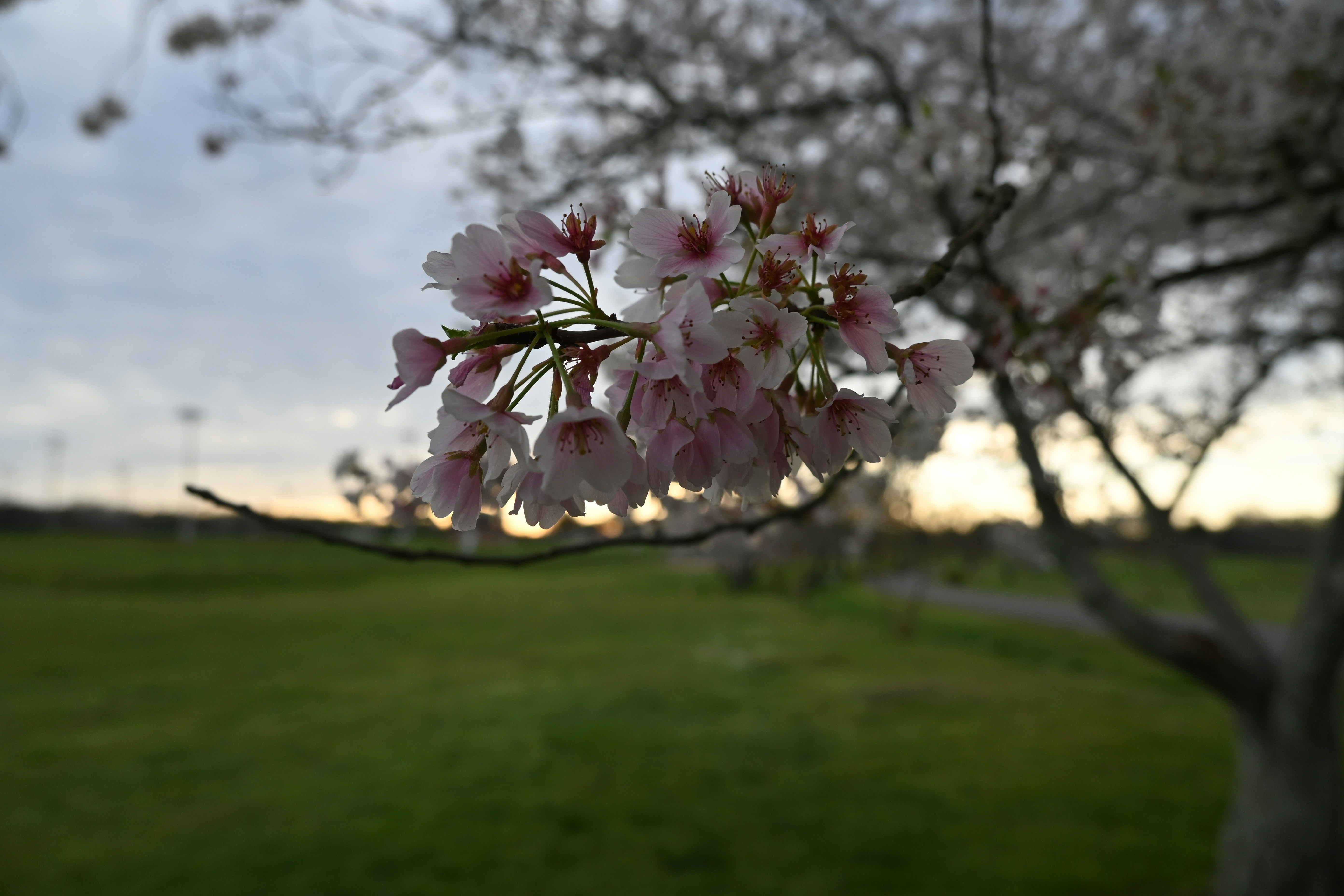 Twilight Bloom: A Cherry Blossom Reaching Toward a Quiet Dusk Field