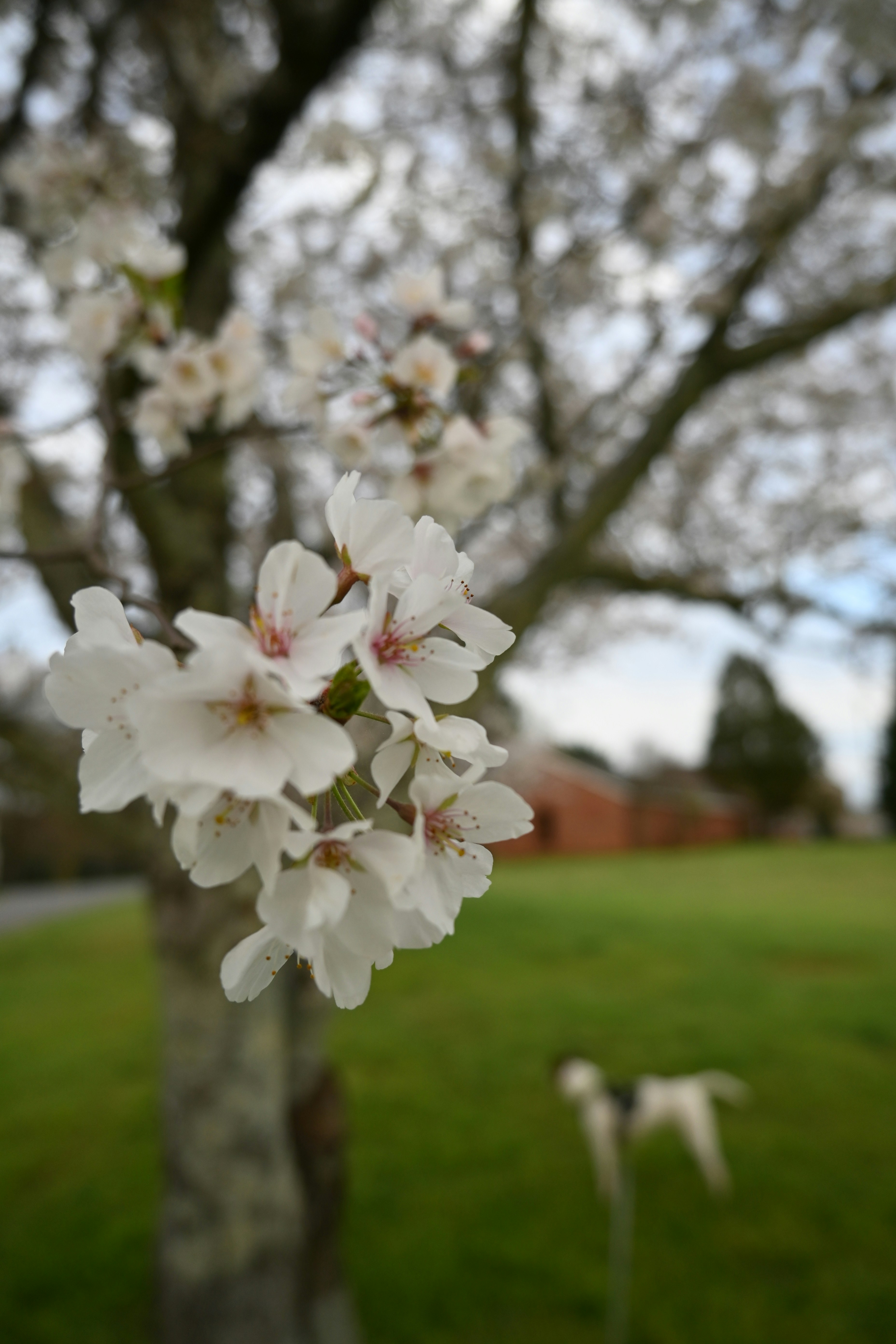 image of nature during springtime