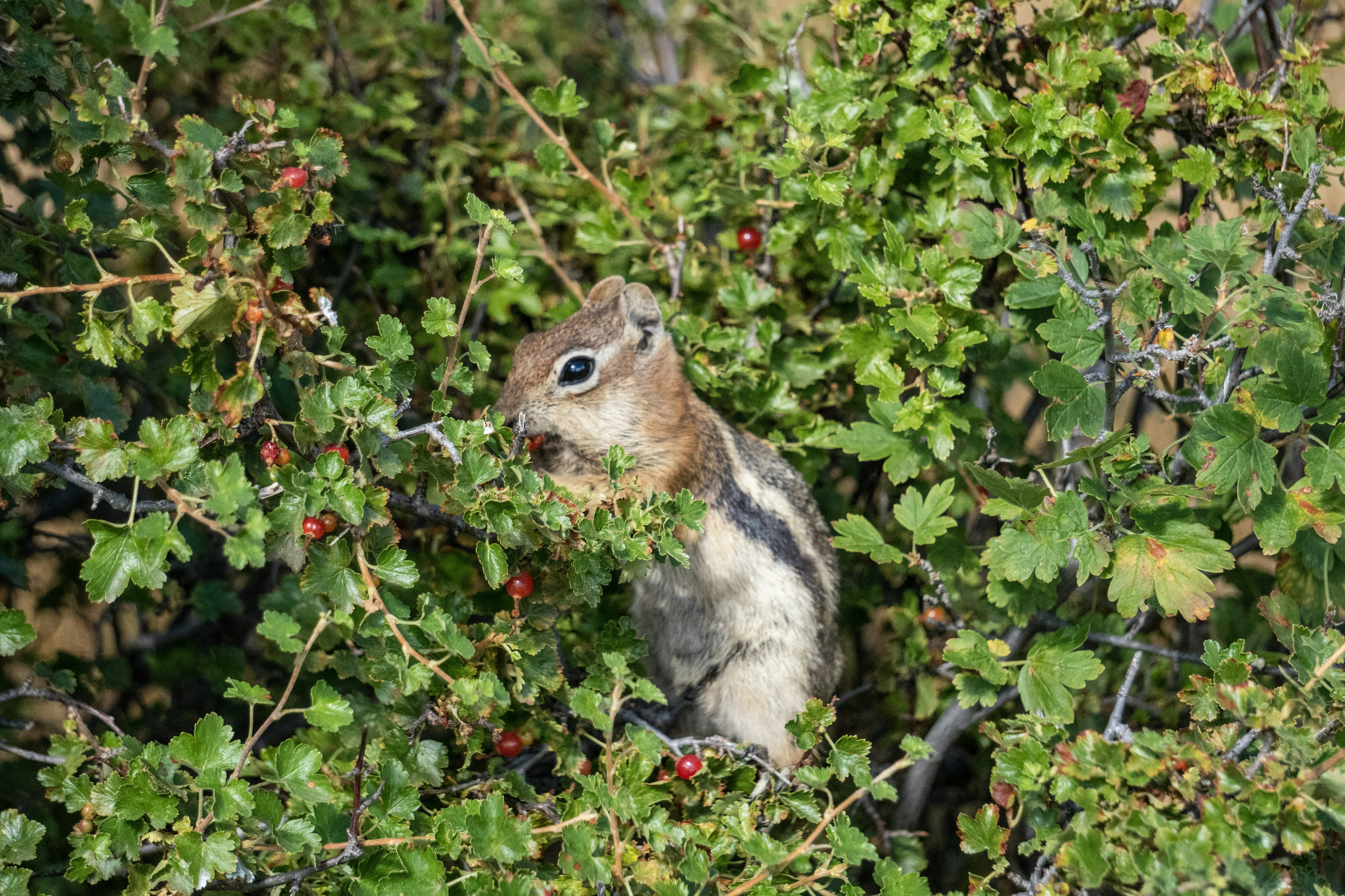 Spring Buffet