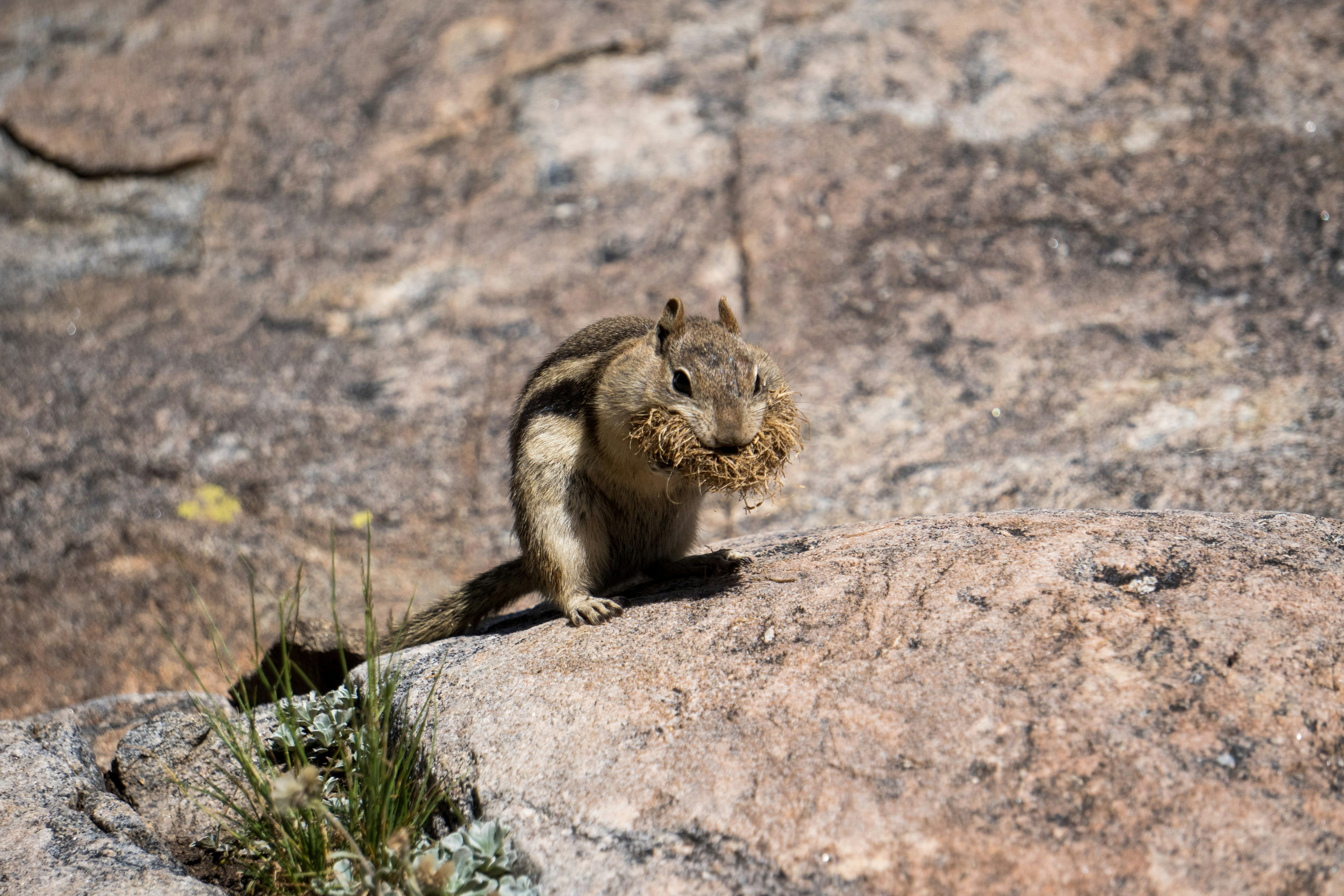 Granite Pause: A Squirrel Pauses on a Sunlit Rock