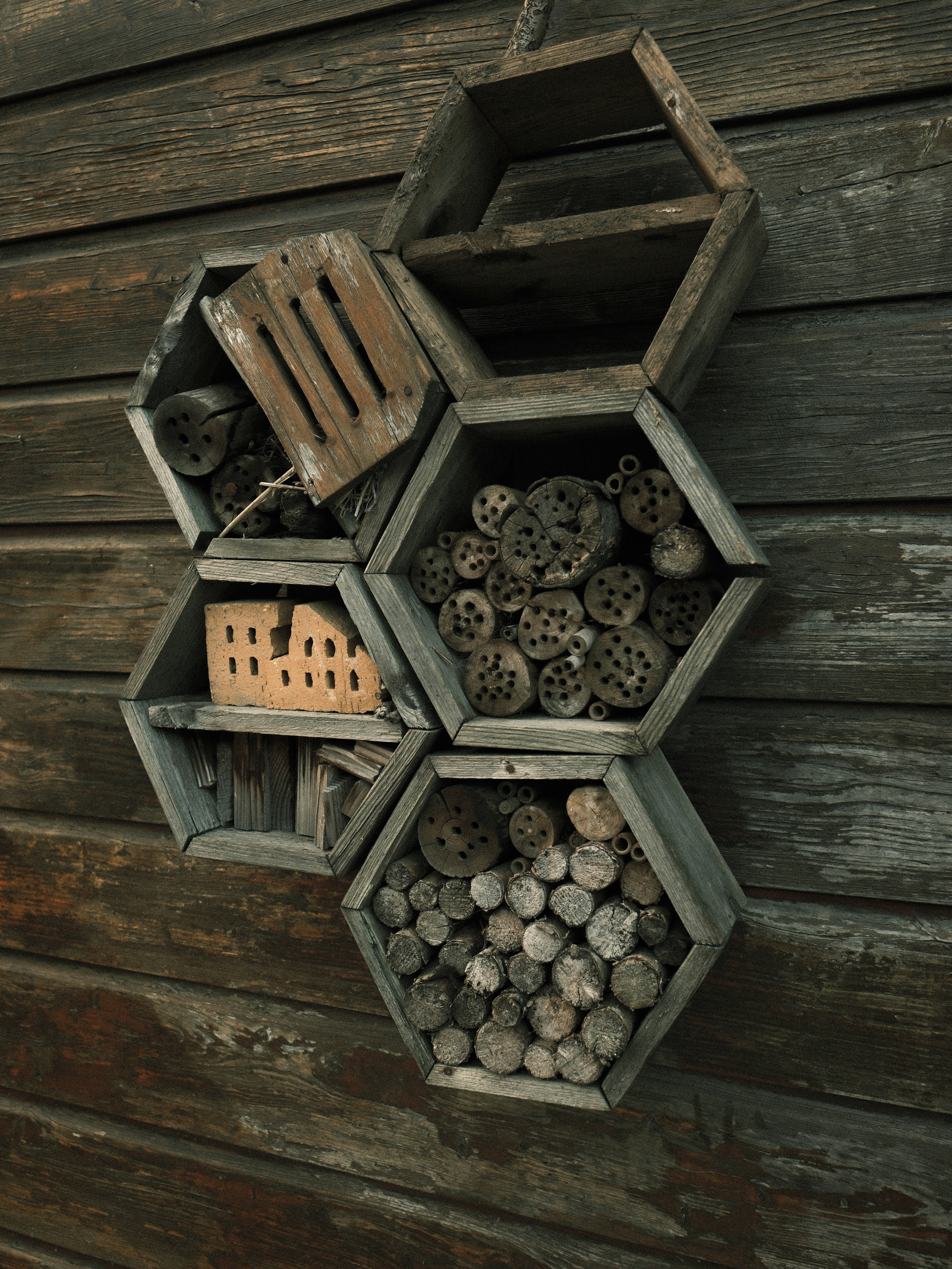 Hexagonal Refuges on Weathered Wood: An Array of Insect Habitats