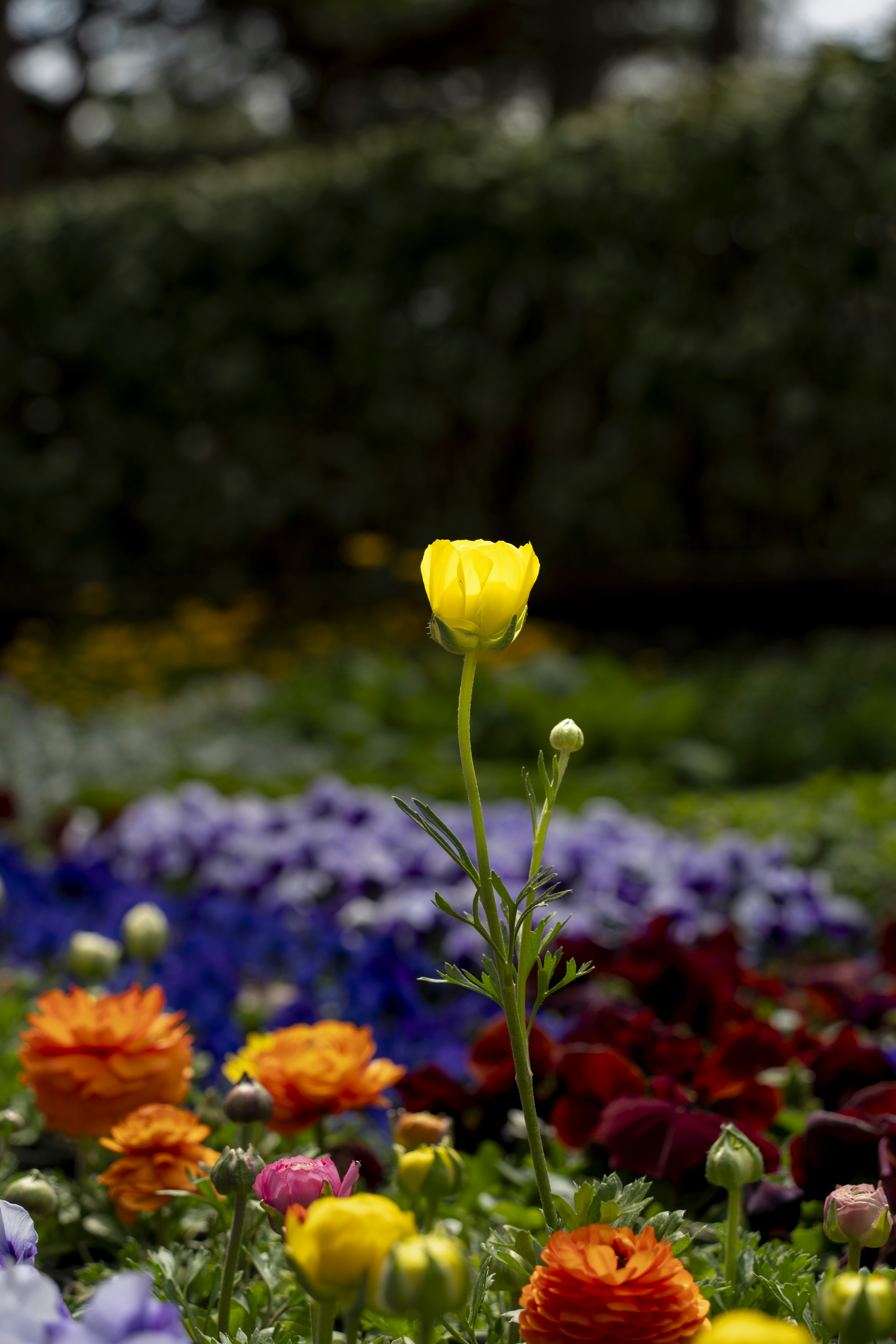 Center-Stage Tulip: A Sunlit Yellow Bloom Amid a Velvet Field of Color