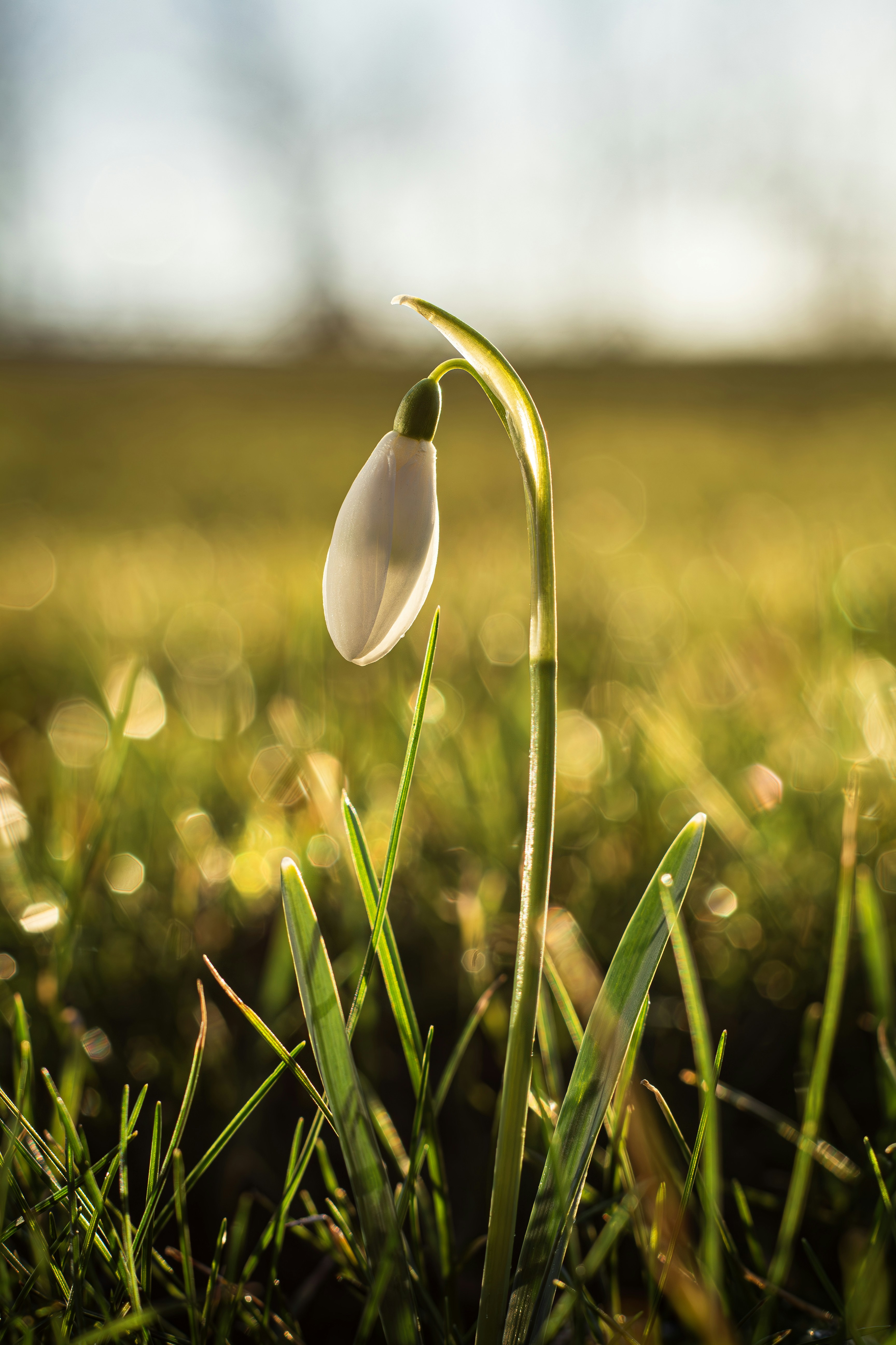 First Light on a Solitary Snowdrop