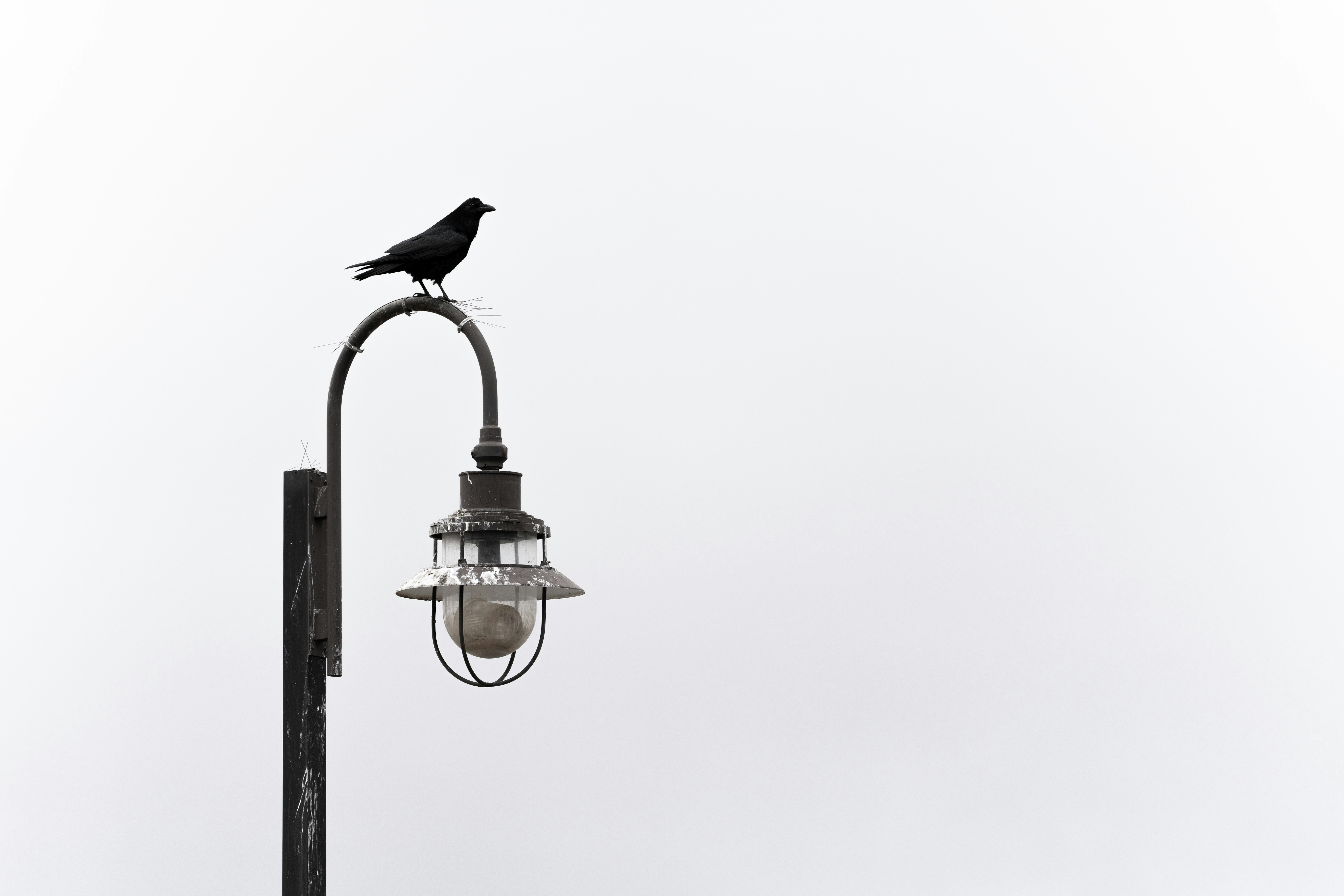 Crow on a Curved Lamppost Beneath a Bleached Sky