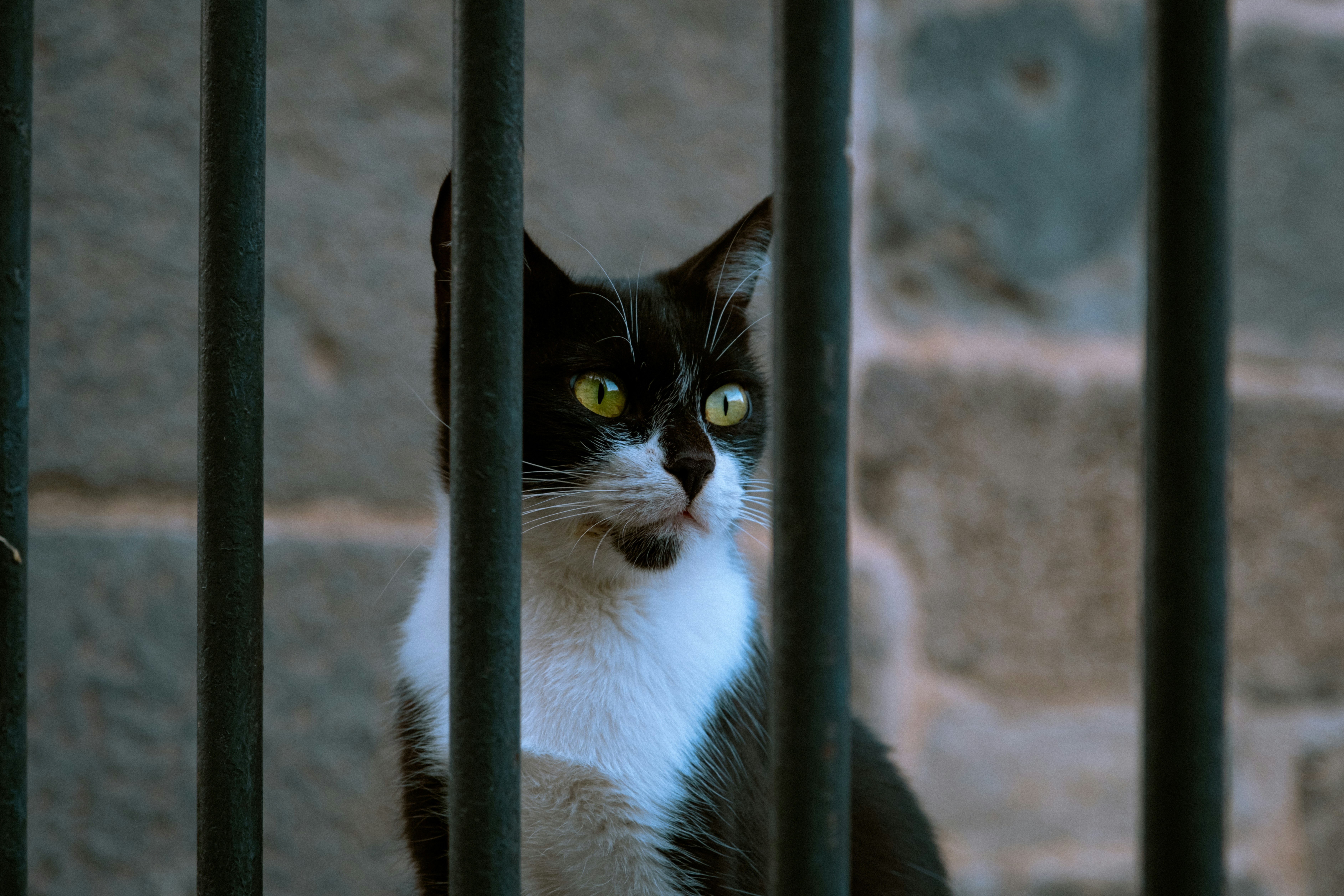 A black and white cat behind bars of a gate photo – Free Türkiye Image ...