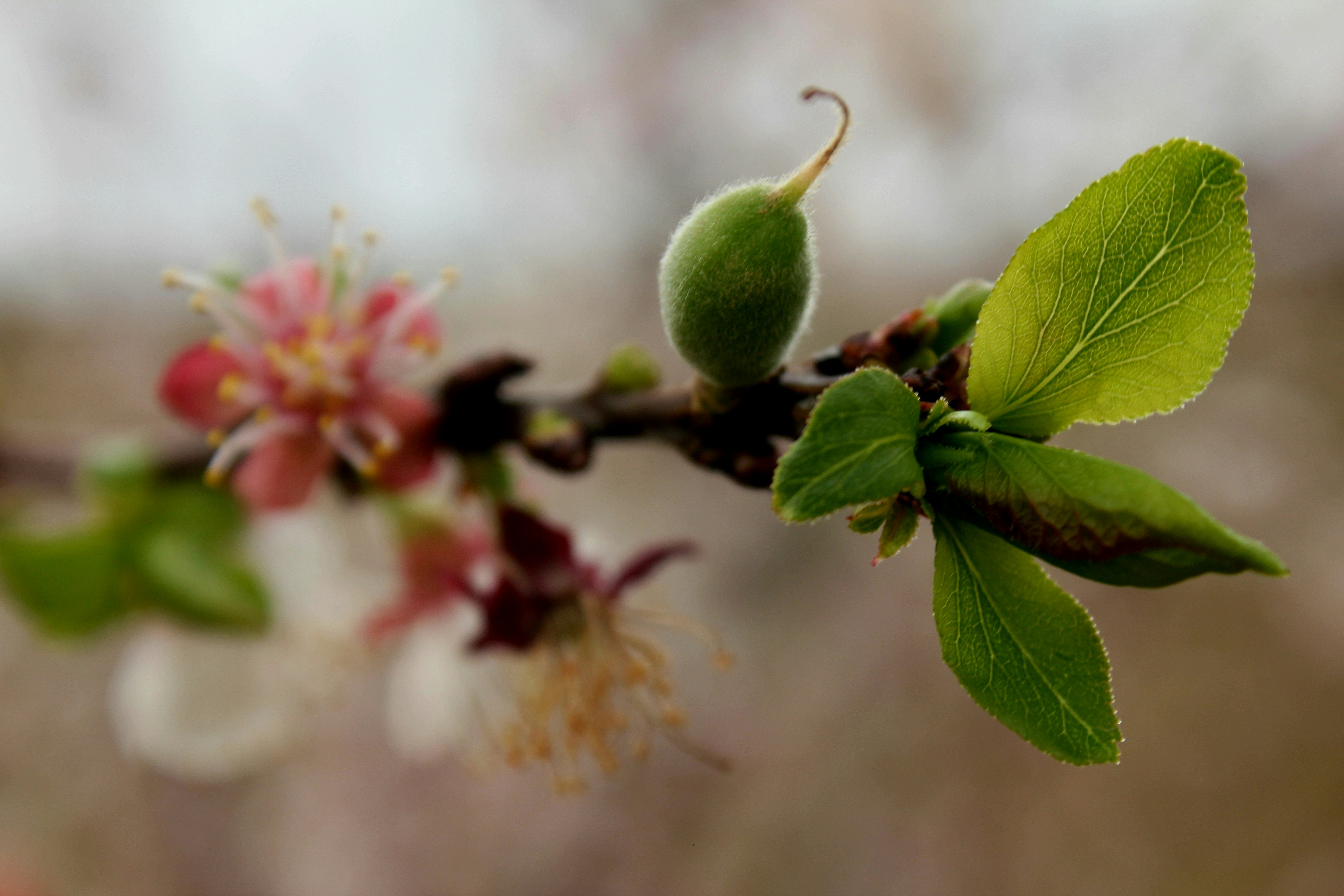 First Olive Bud: a Tender Pollinarium Emerges on a Blooming Branch