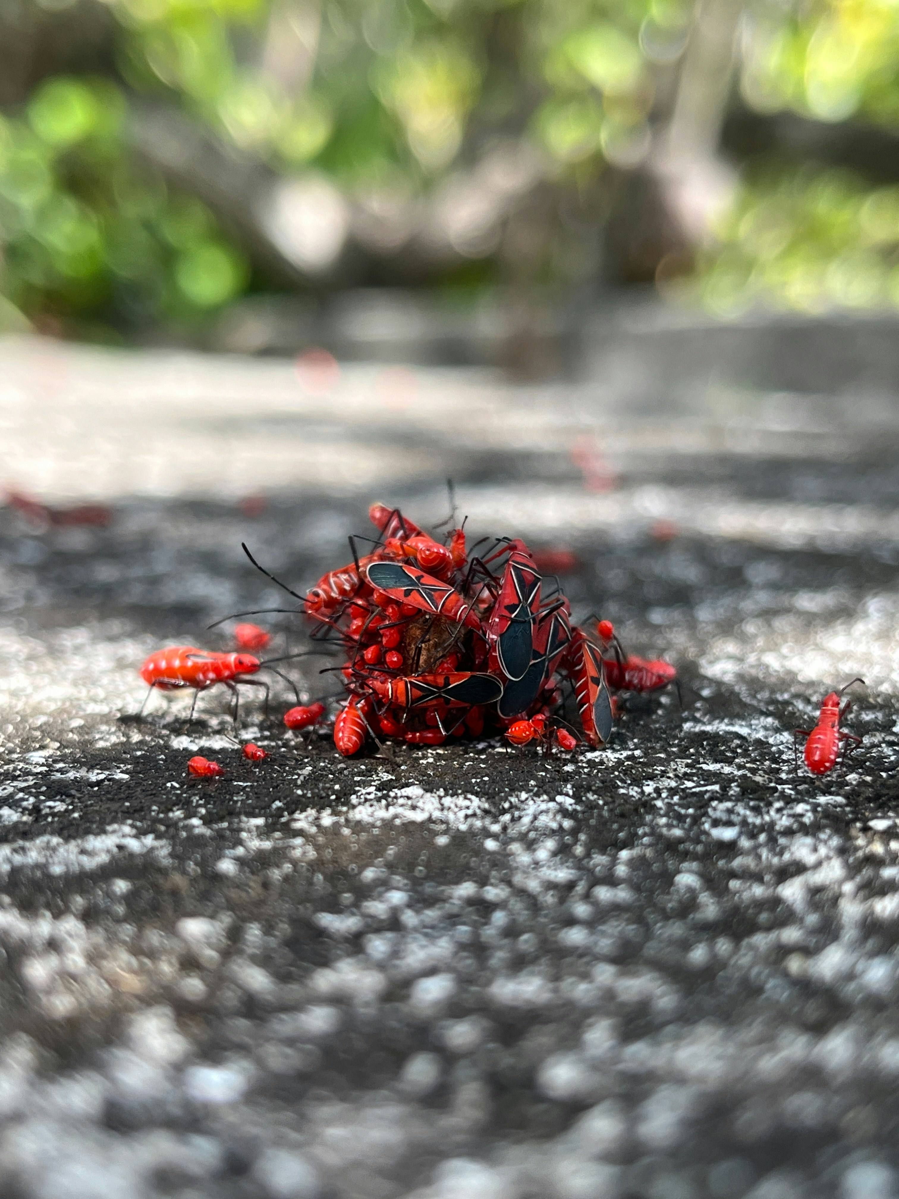 Crimson Firebugs Converge on a Sunlit Stone Pavement